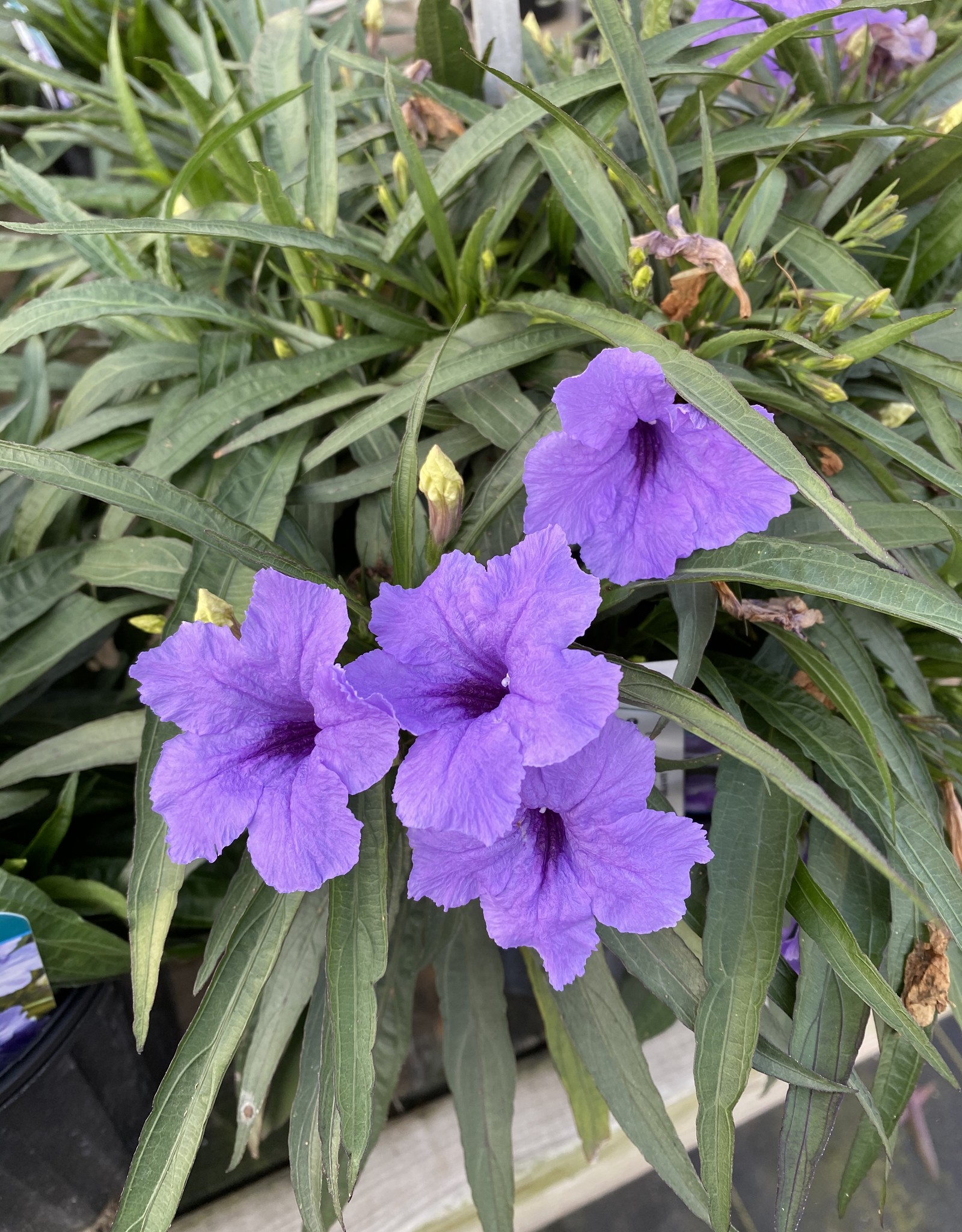 RUELLIA, 'KATIE BLUE' 1G - Growers Outlet