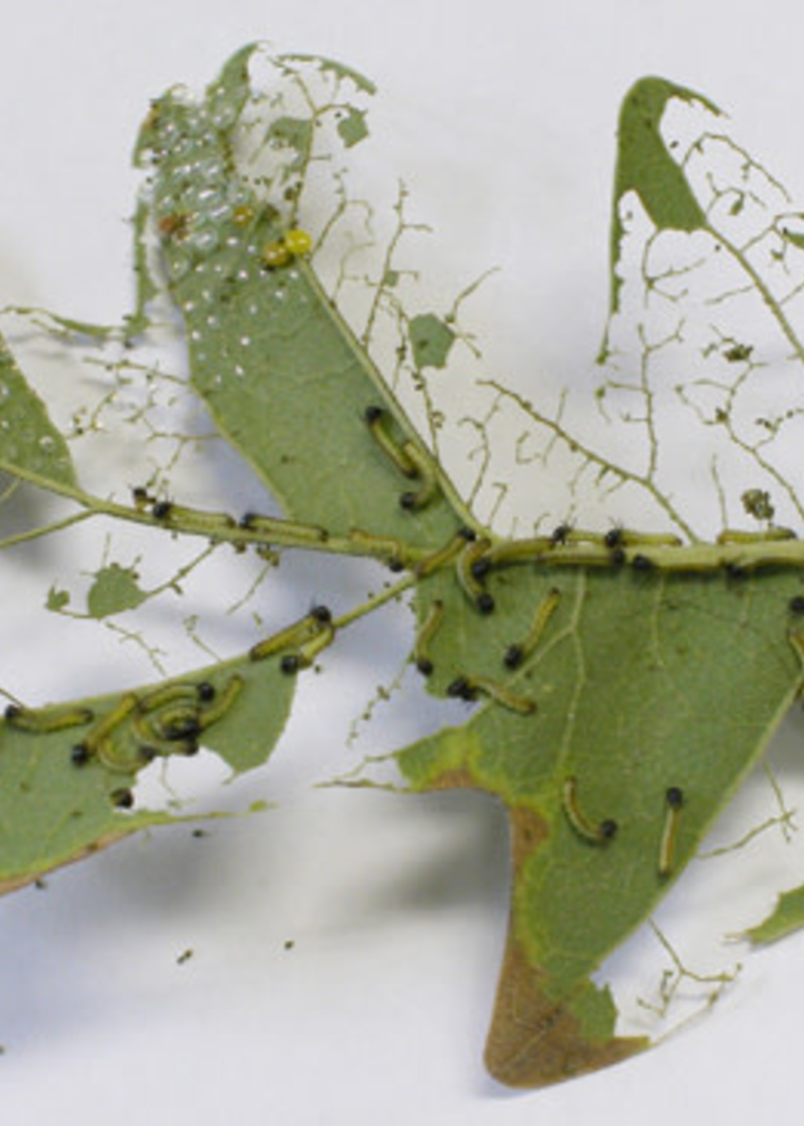 Insect, Caterpillar - Growers Outlet Willis Texas