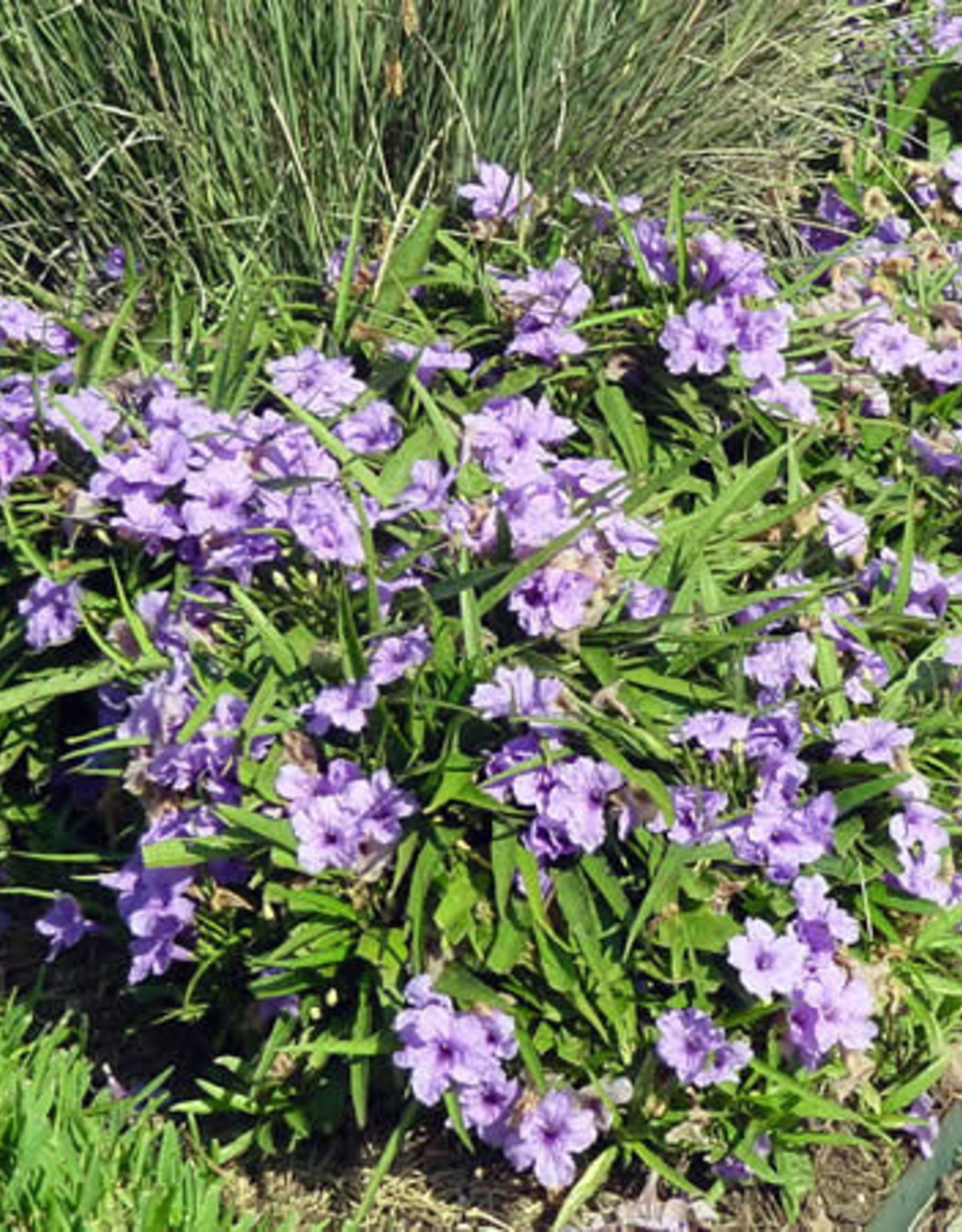 RUELLIA, 'KATIE BLUE' 1G - Growers Outlet