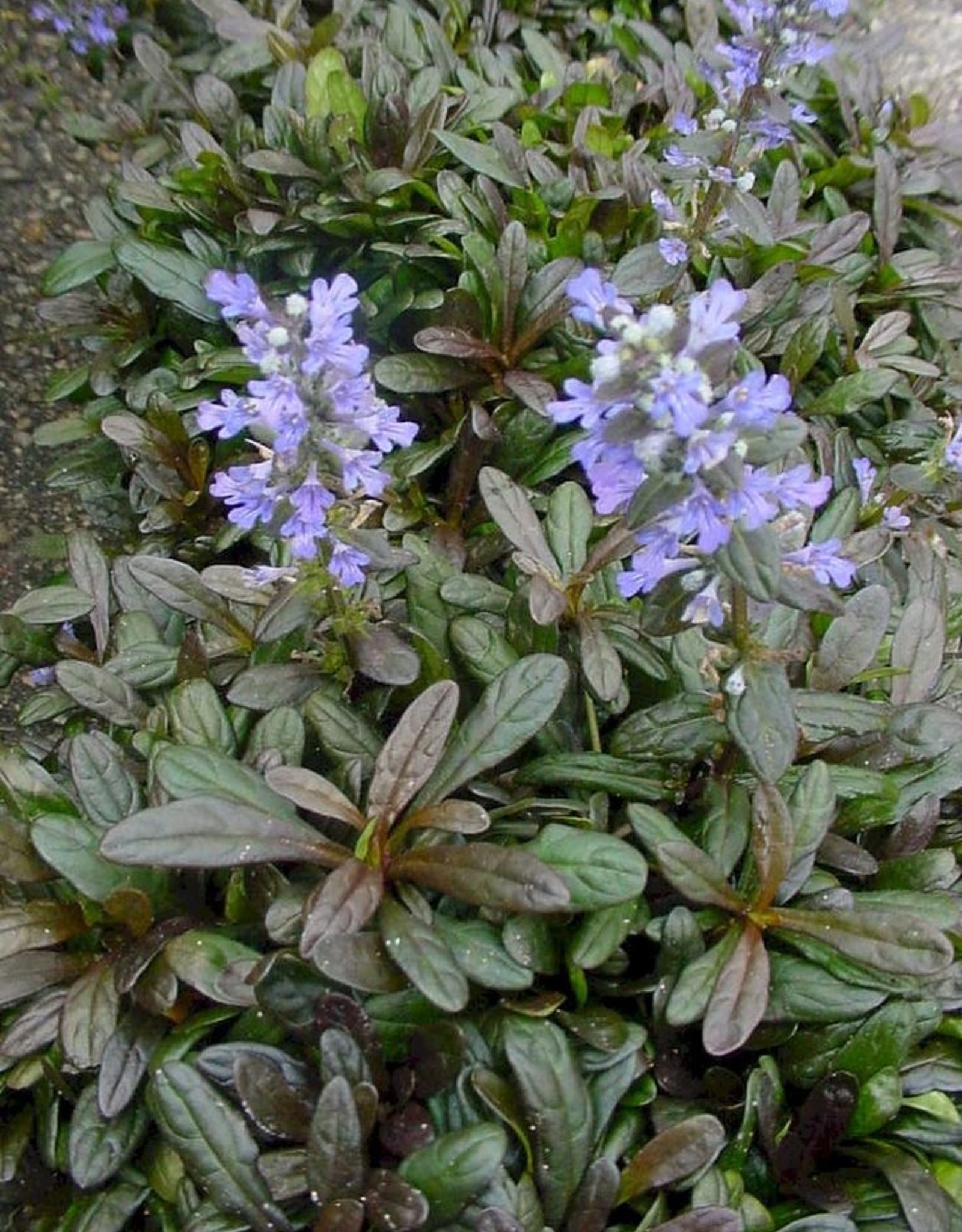 AJUGA 4" - Growers Outlet