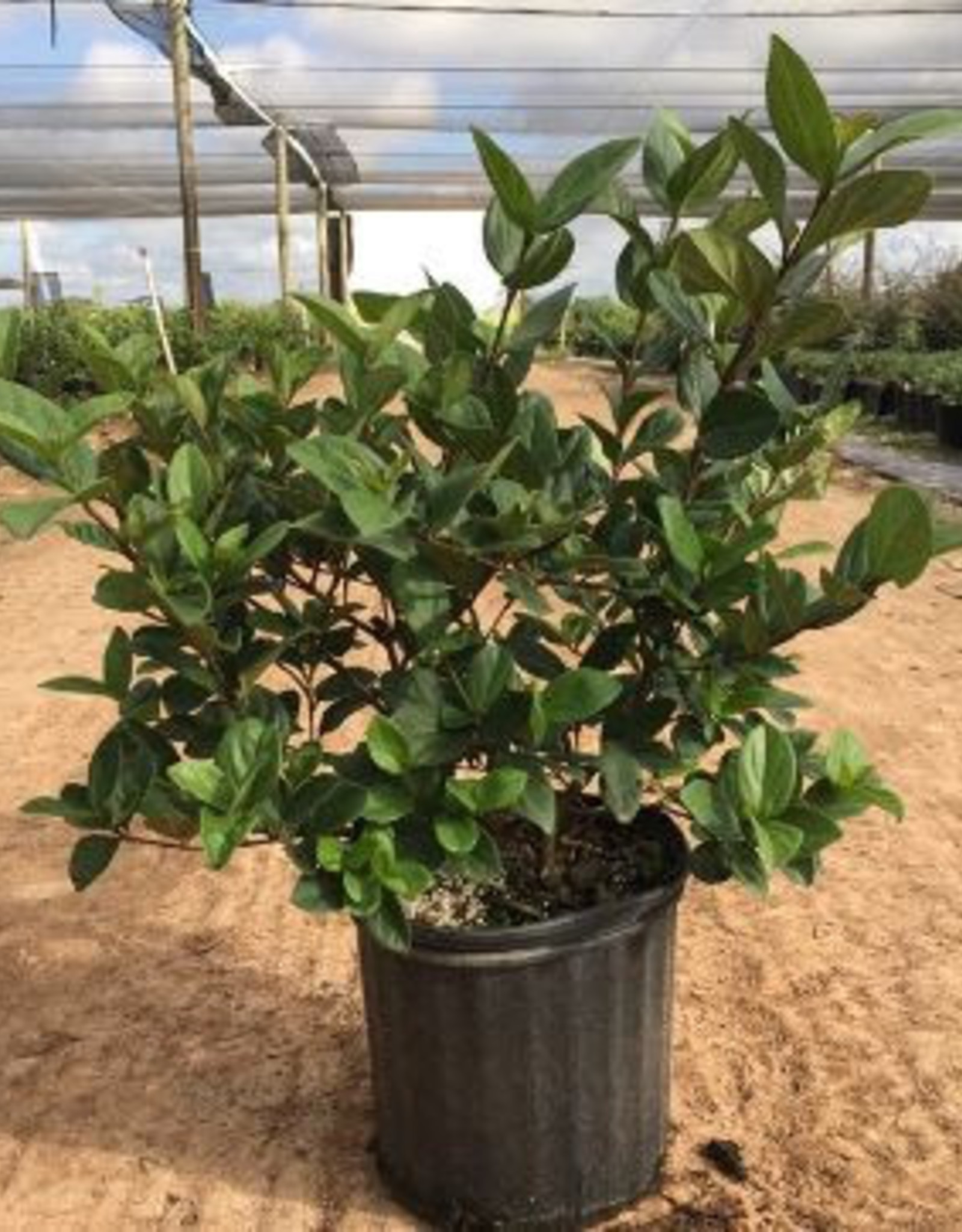 VIBURNUM SUSPENSUM AKA SANDANKWA 3G - Growers Outlet