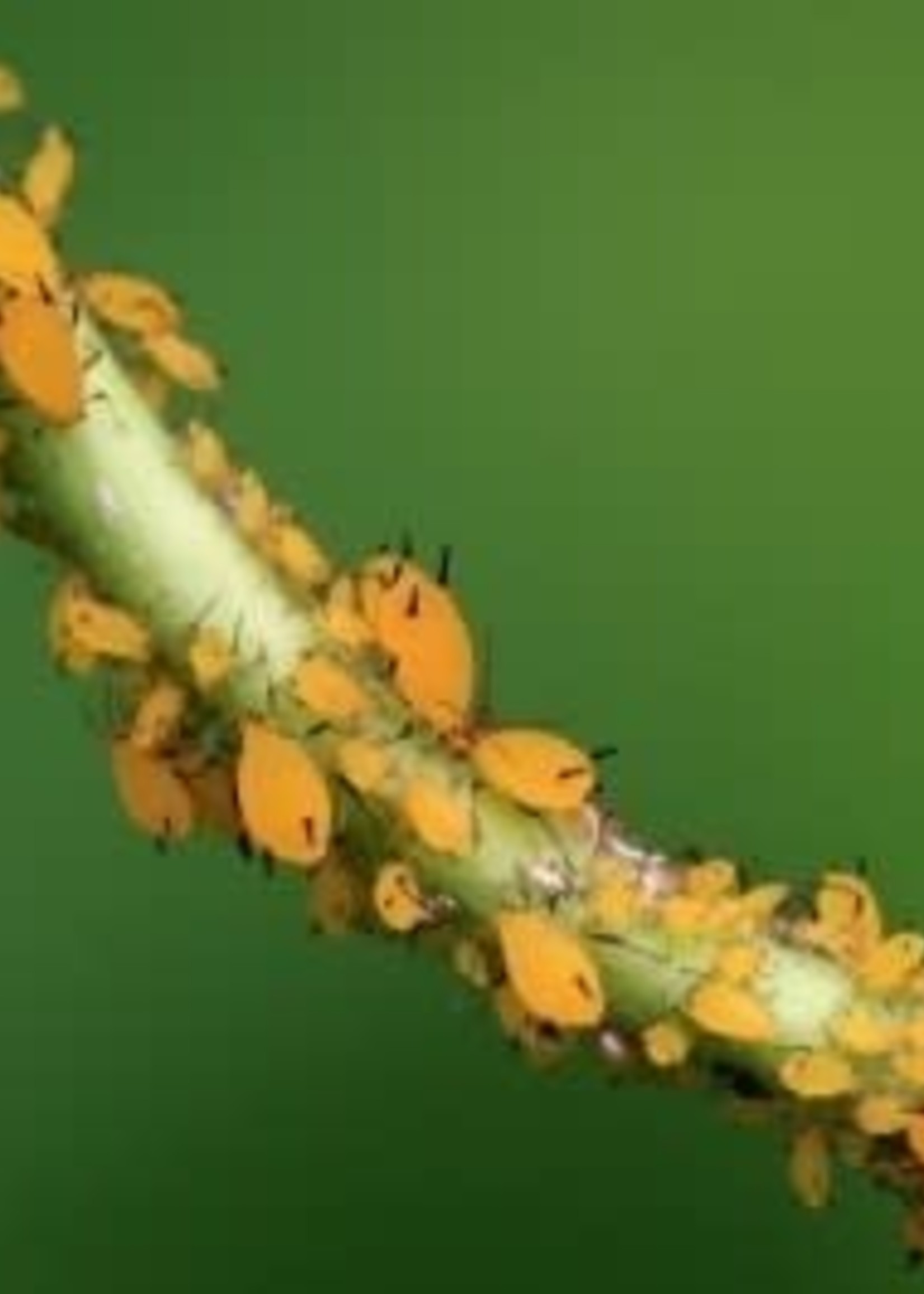 Insect, Aphid - Growers Outlet Willis Texas