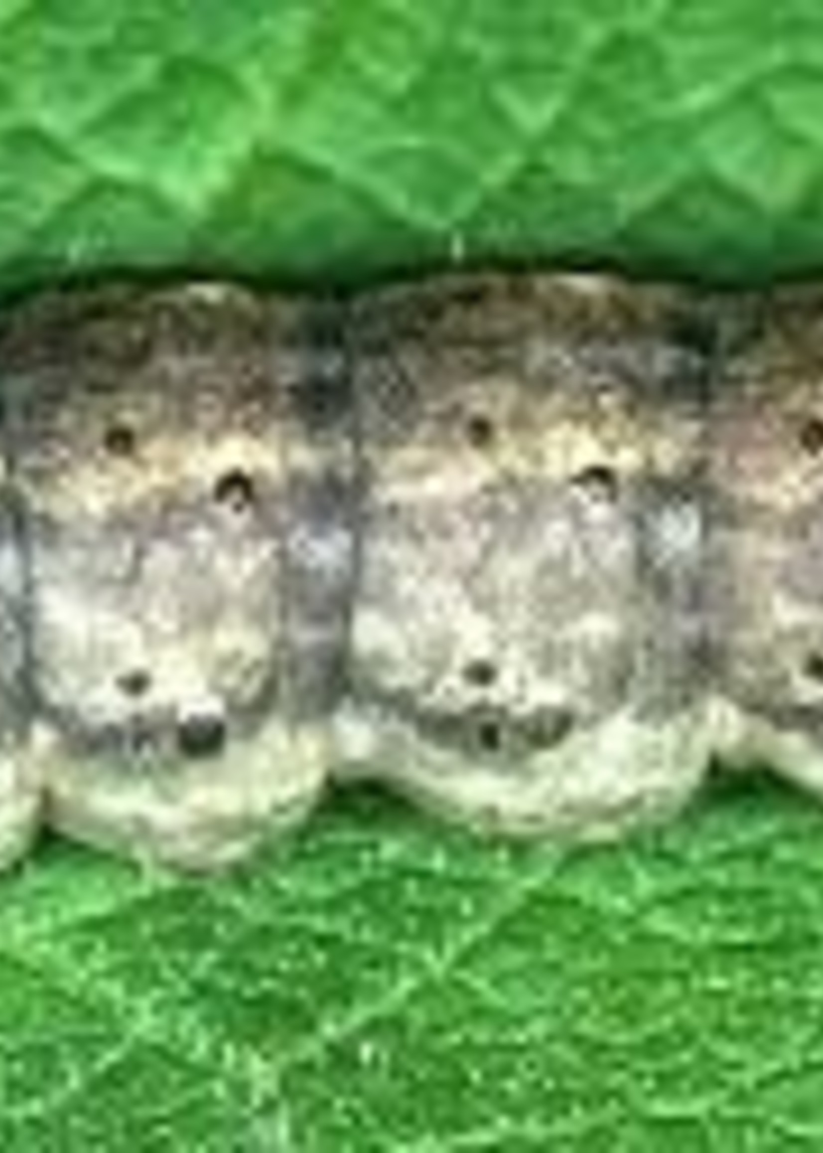 Insect, Cutworm - Growers Outlet Willis Texas