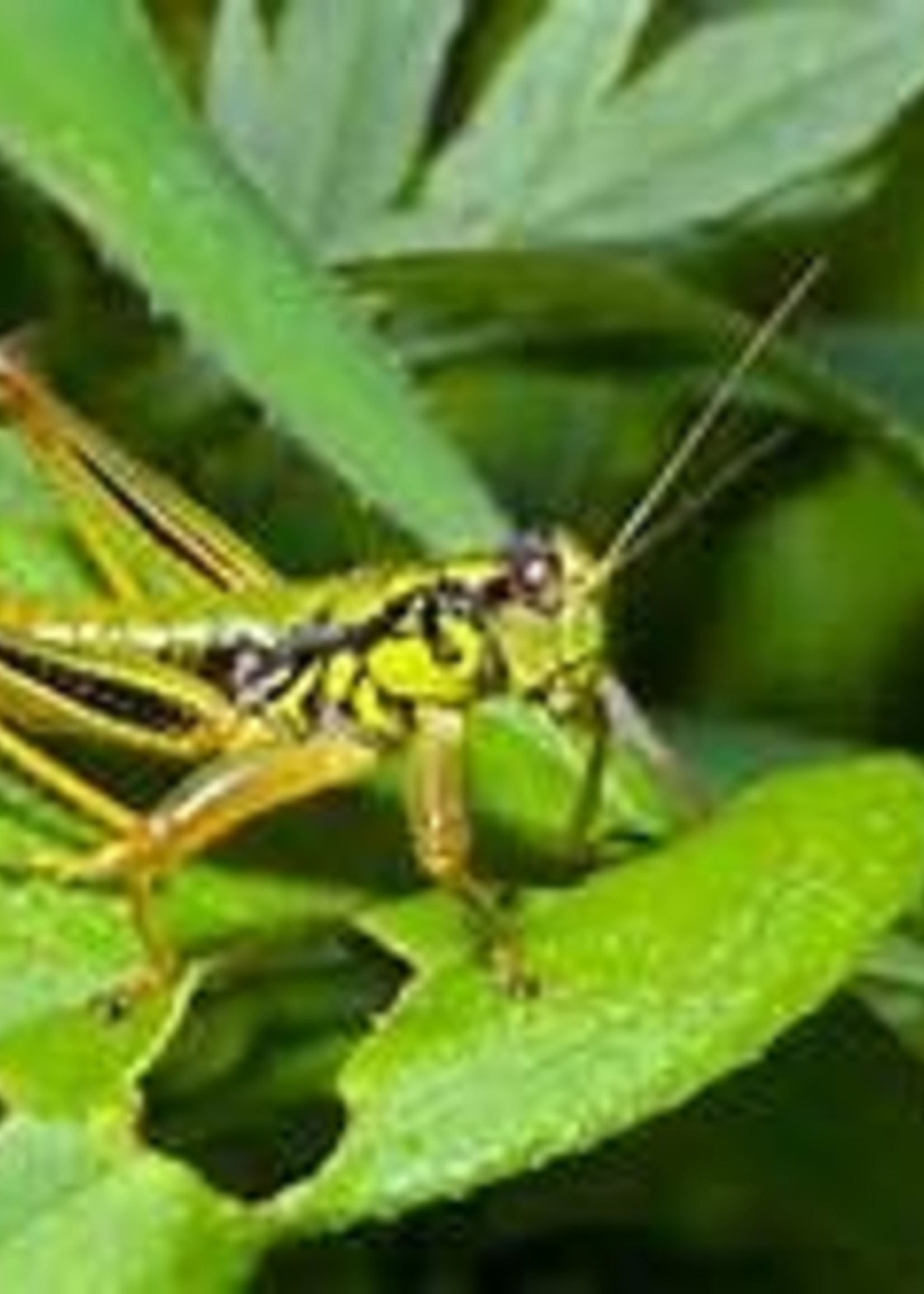 Insect, Grasshopper - Growers Outlet Willis Texas