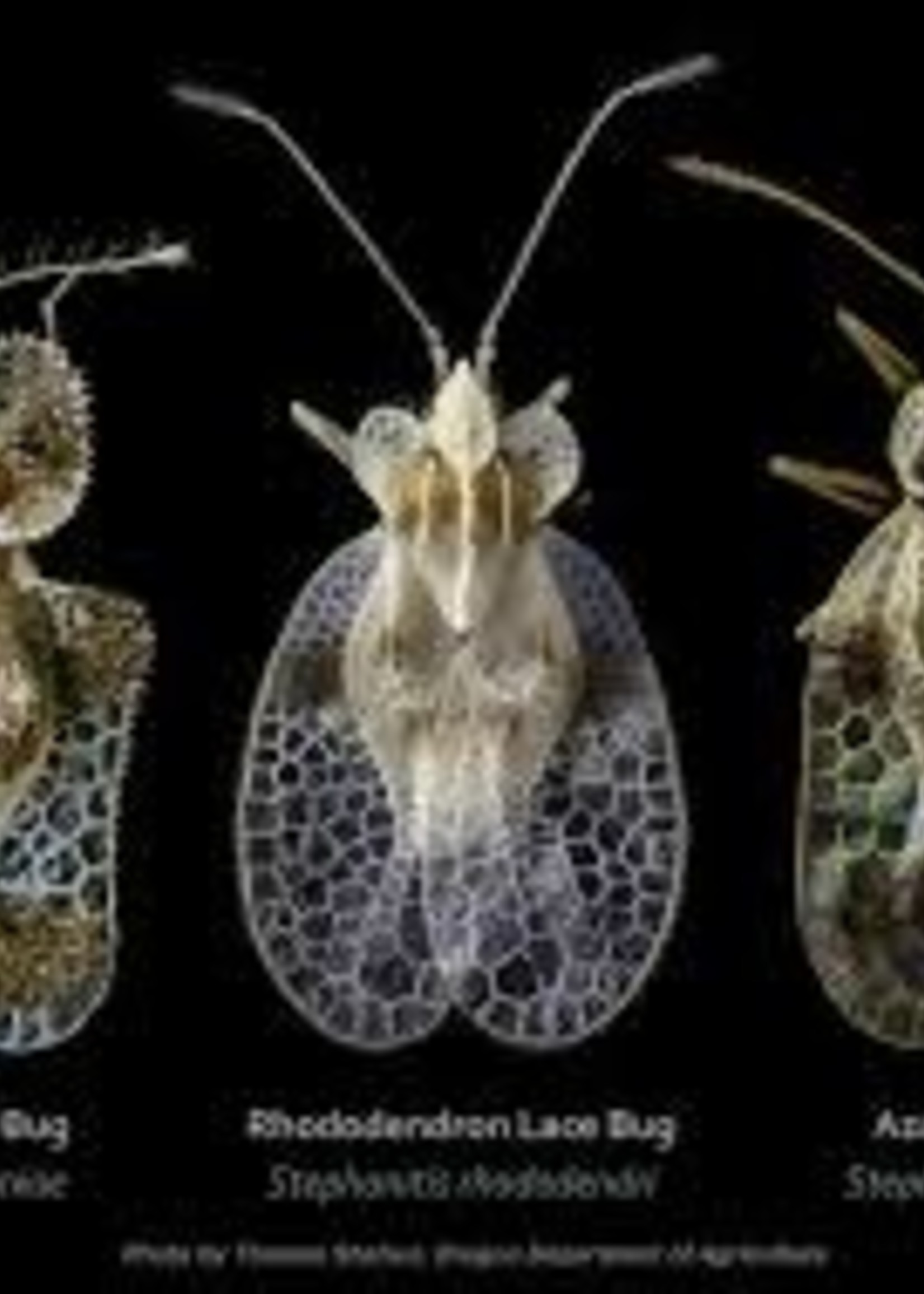 Insect, Lacebug - Growers Outlet Willis Texas