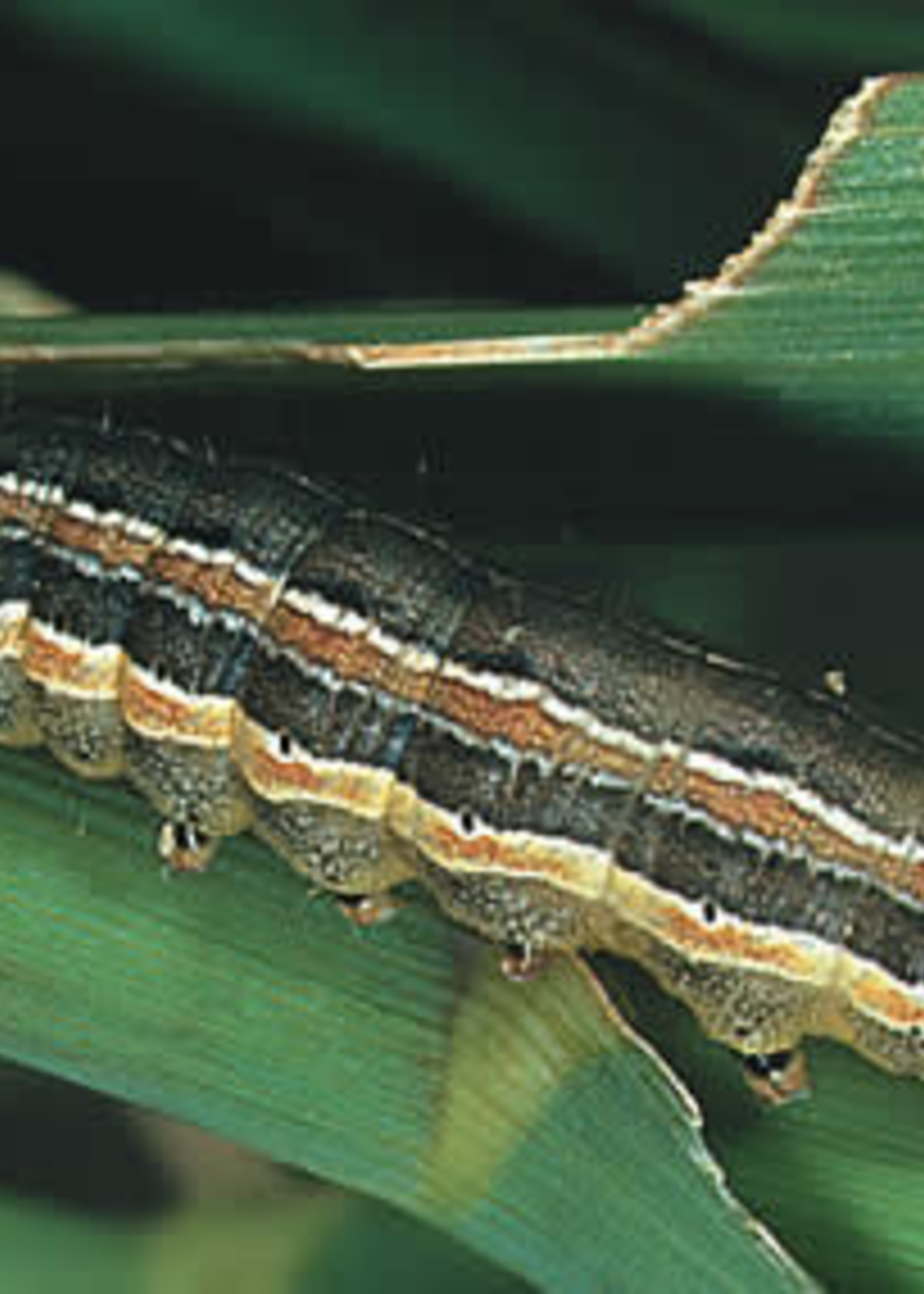 Insect, Lawn, Armyworm - Growers Outlet Willis Texas