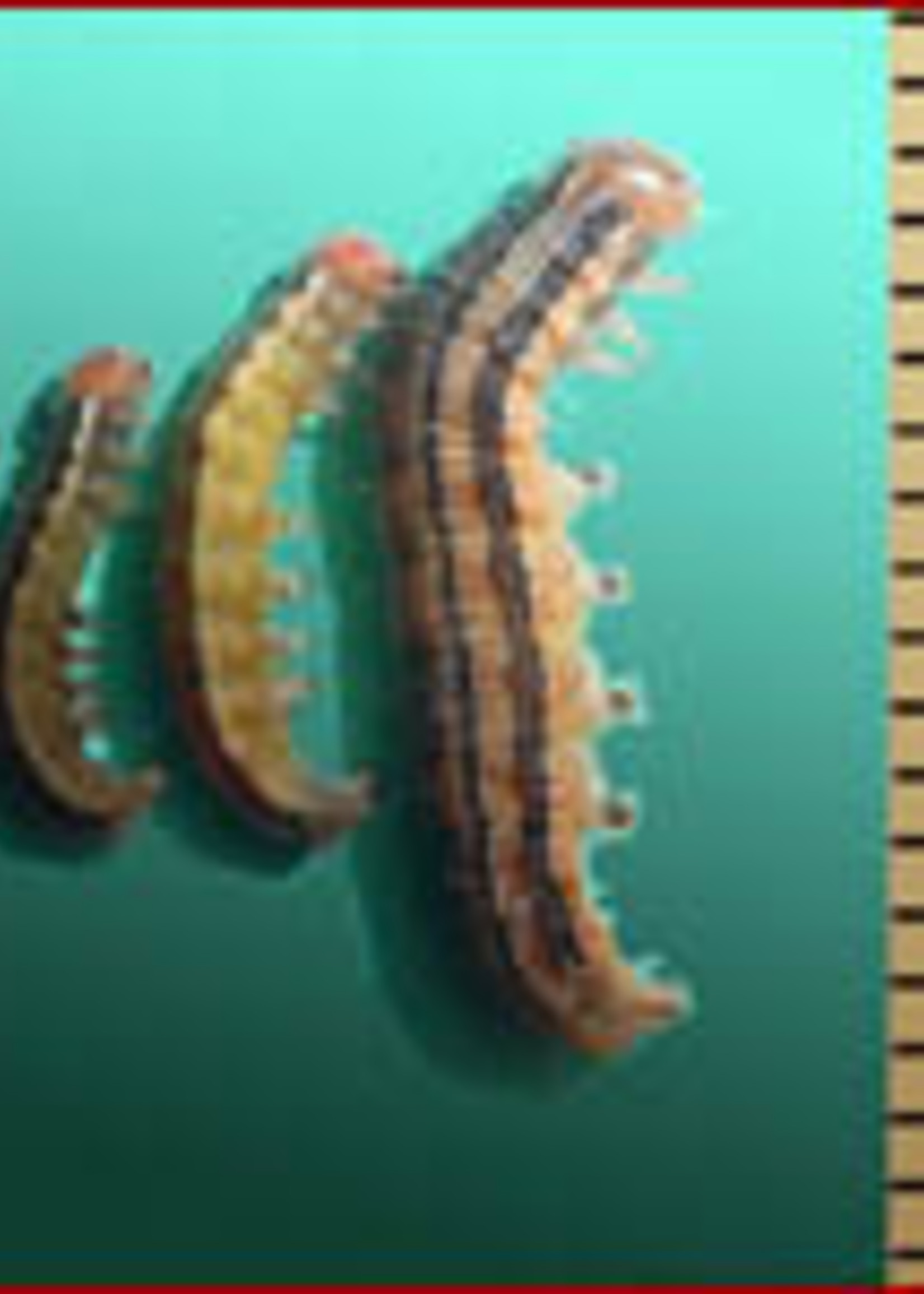 Insect, Lawn, Armyworm - Growers Outlet Willis Texas