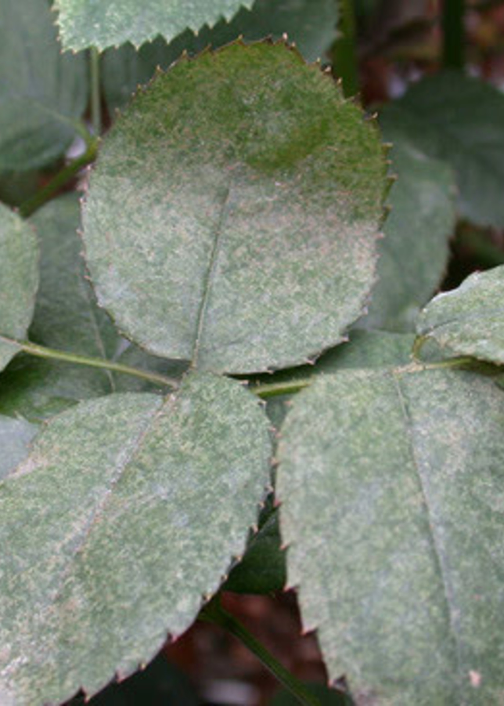 Insect, Roses, Spider Mites - Growers Outlet Willis Texas