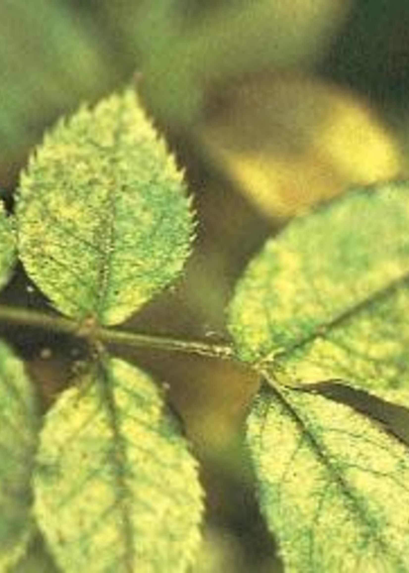 Insect, Roses, Spider Mites - Growers Outlet Willis Texas