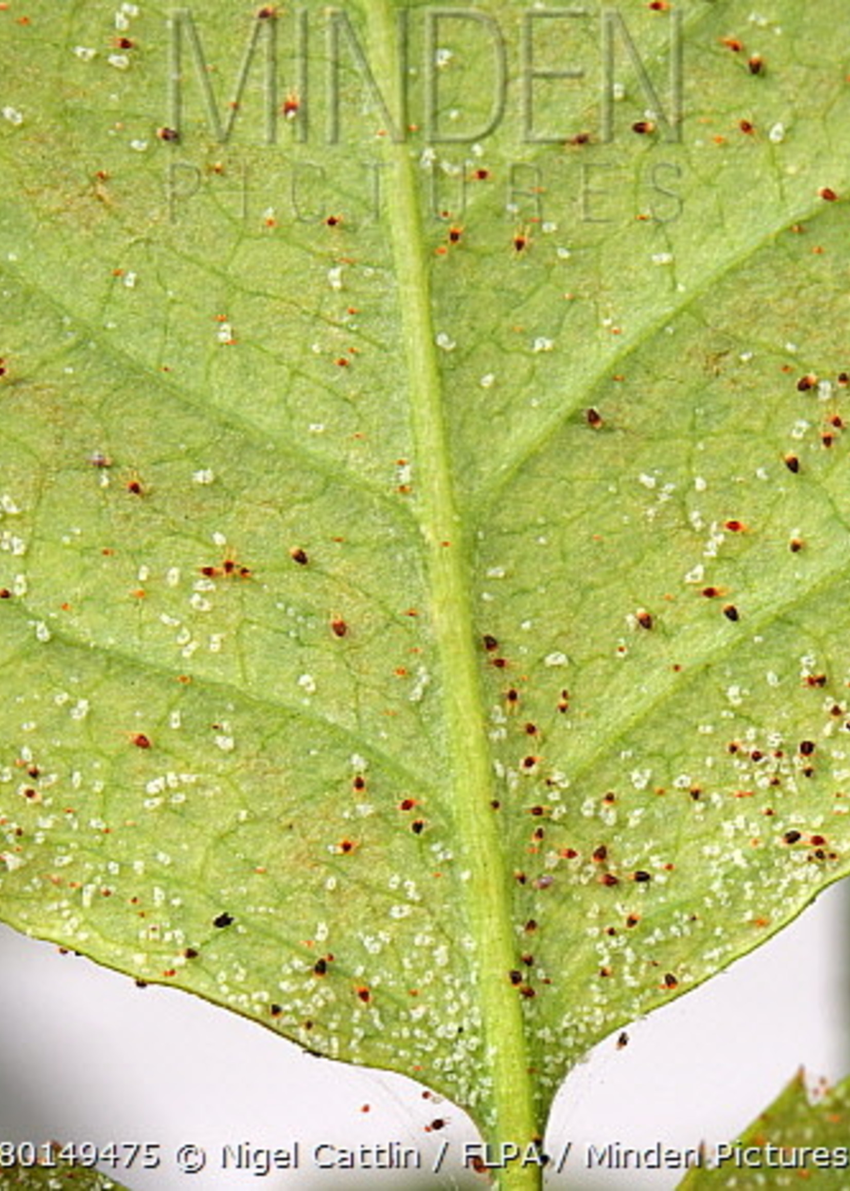 Insect, Roses, Spider Mites - Growers Outlet Willis Texas