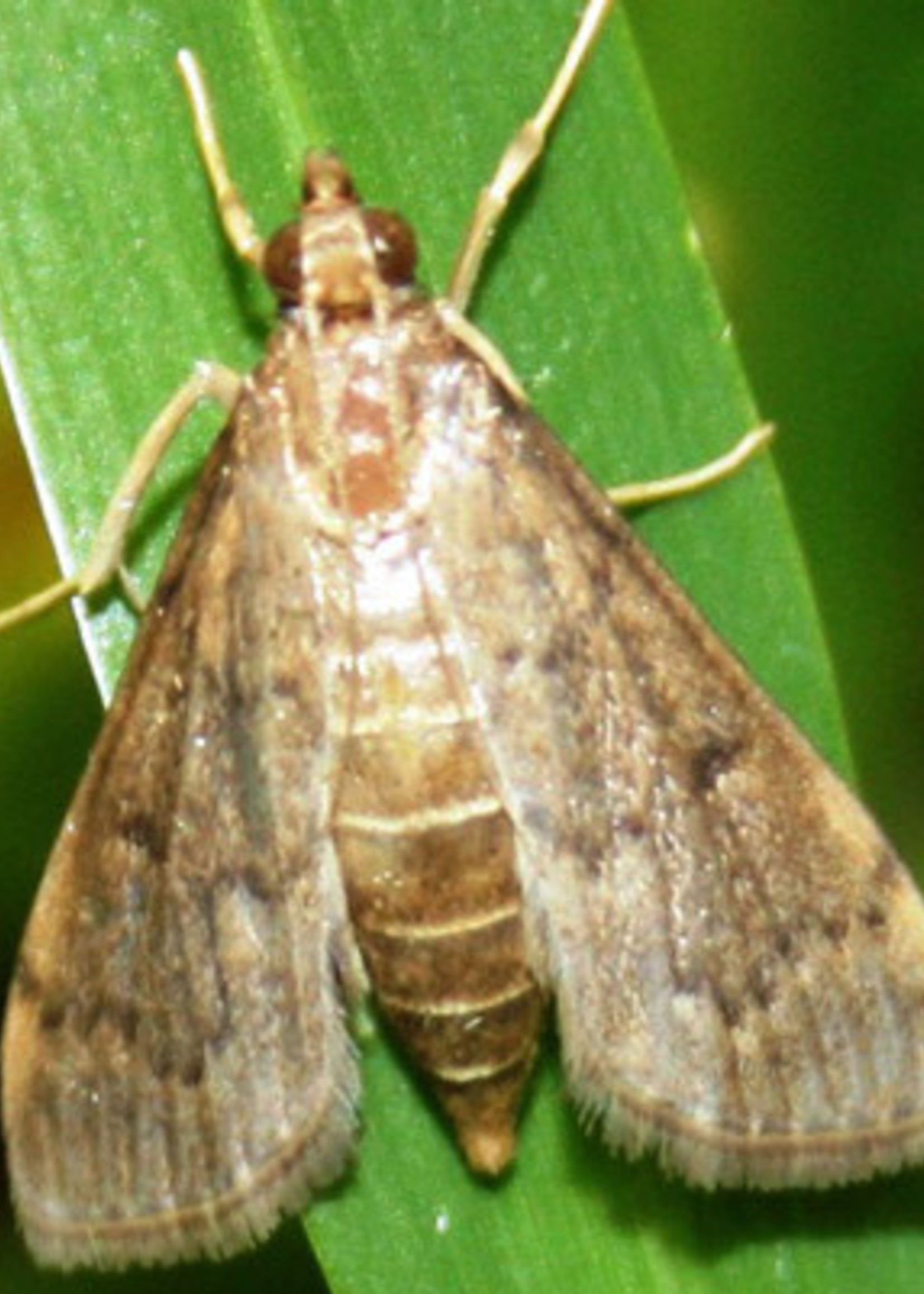 Insect, Sod Webworm - Growers Outlet Willis Texas Insect, Sod Webworm - Growers Outlet Willis Texas