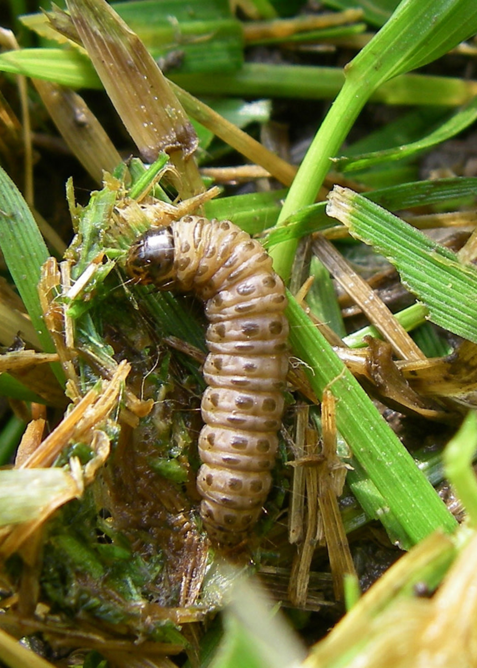 Insect, Sod Webworm - Growers Outlet Willis Texas Insect, Sod Webworm - Growers Outlet Willis Texas