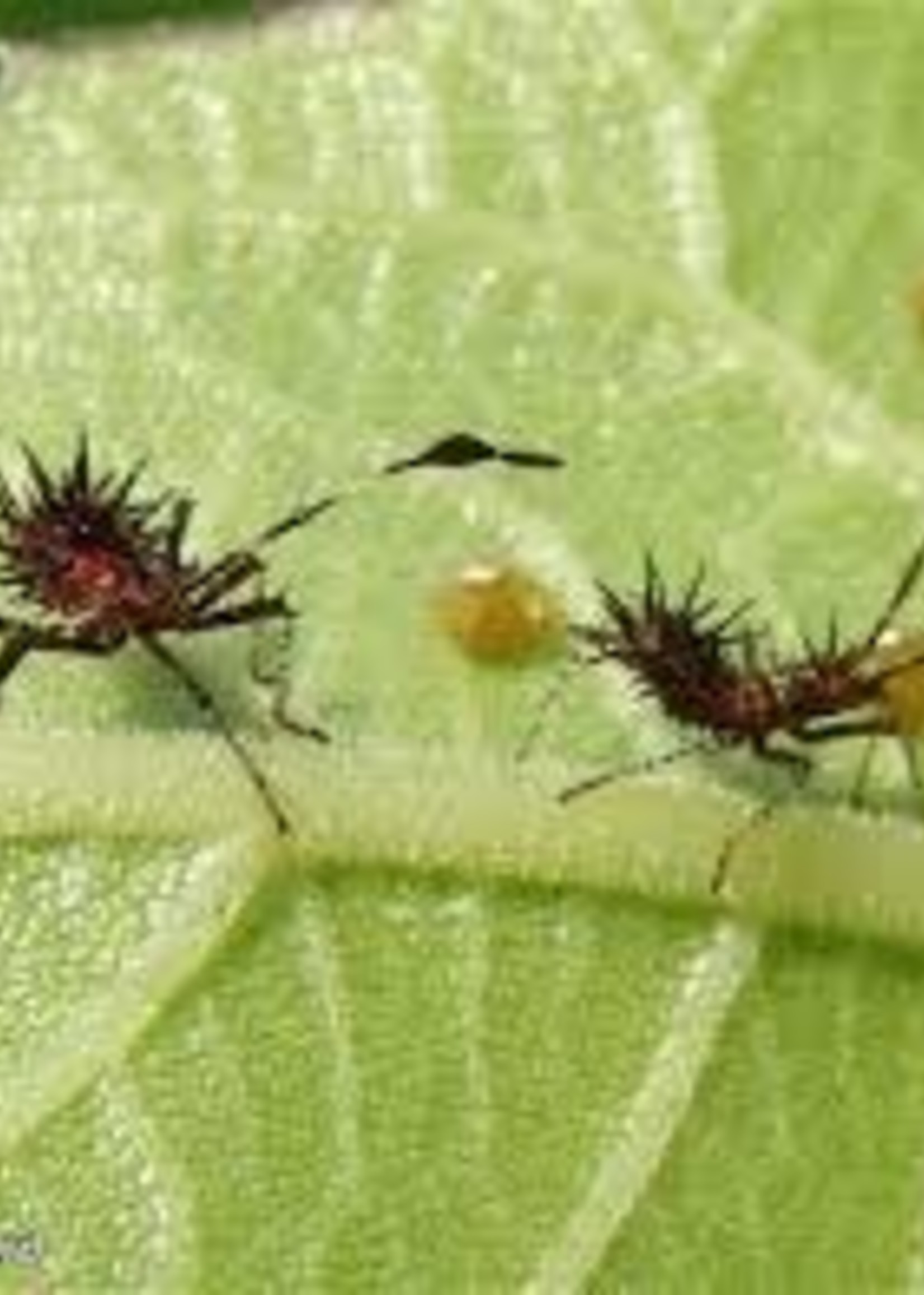 Insect, Squash Bug - Growers Outlet Willis Texas