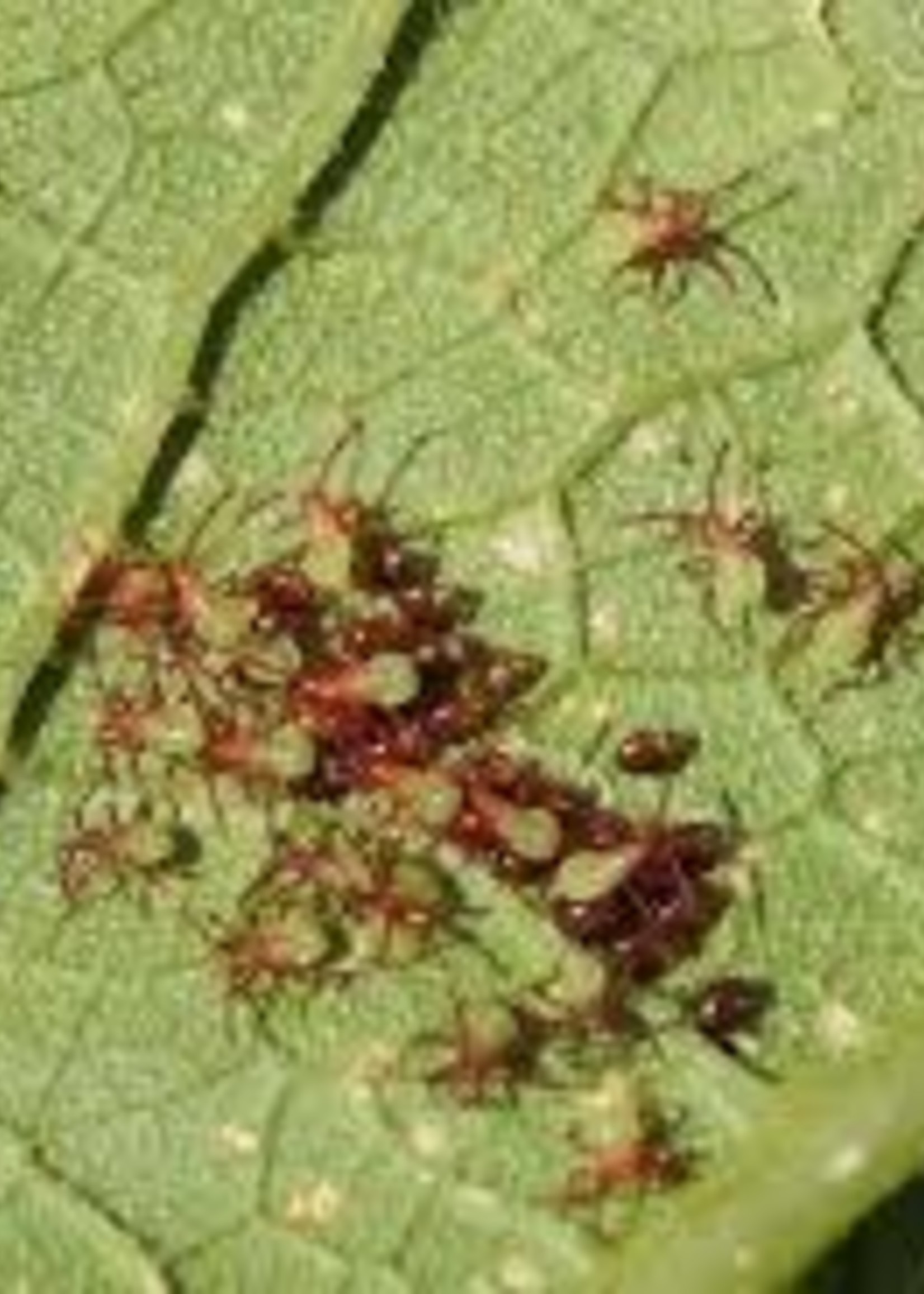 Insect, Squash Bug - Growers Outlet Willis Texas