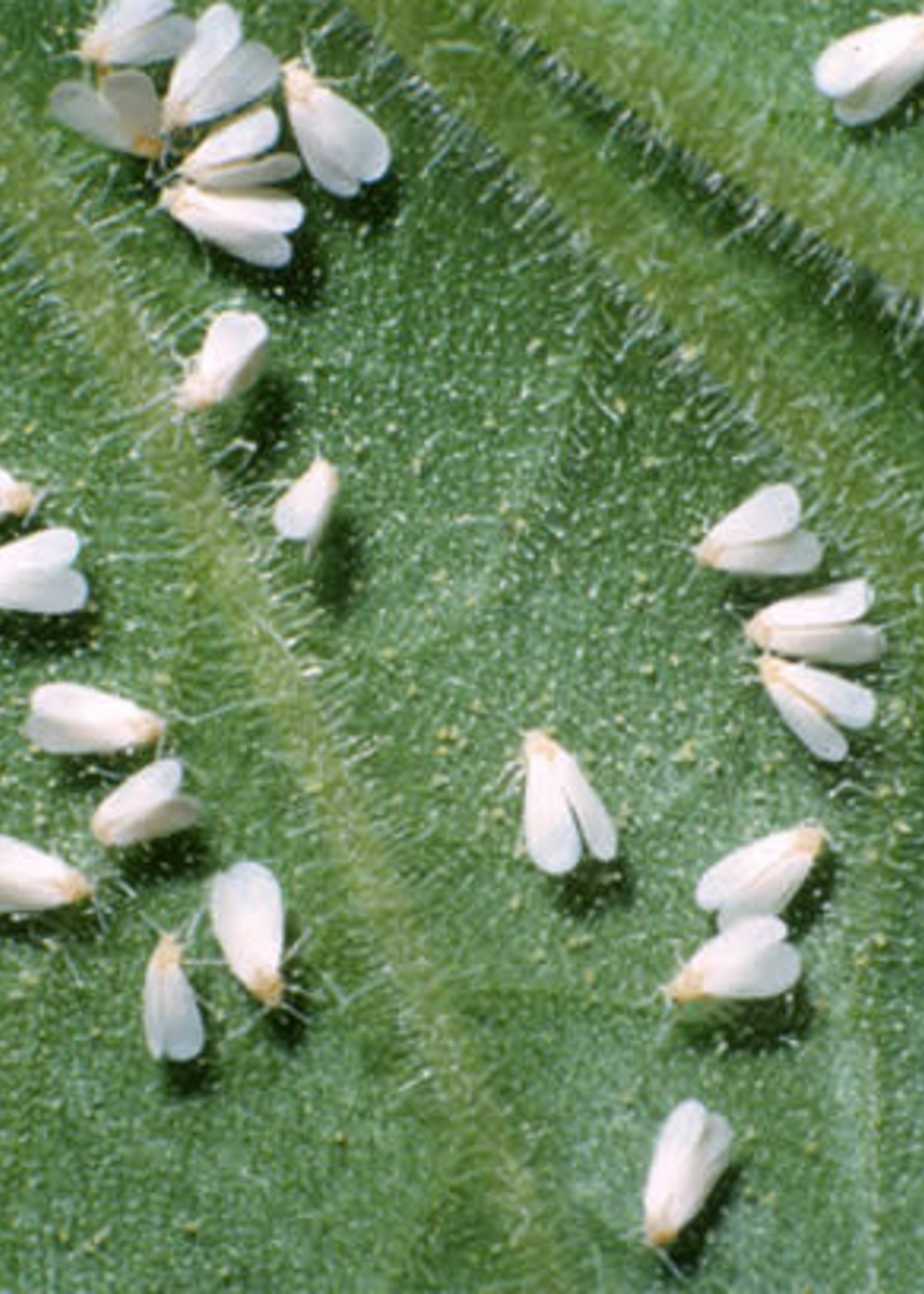 Insect, Whitefly - Growers Outlet Willis Texas