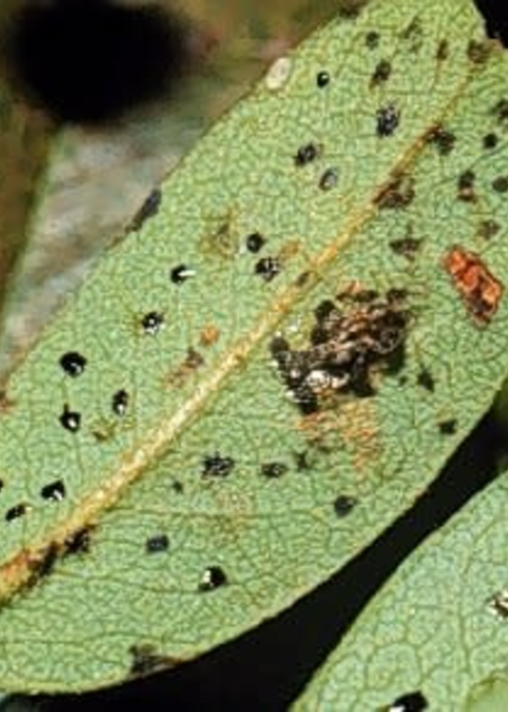 Problem, Azaleas - Growers Outlet Willis Texas