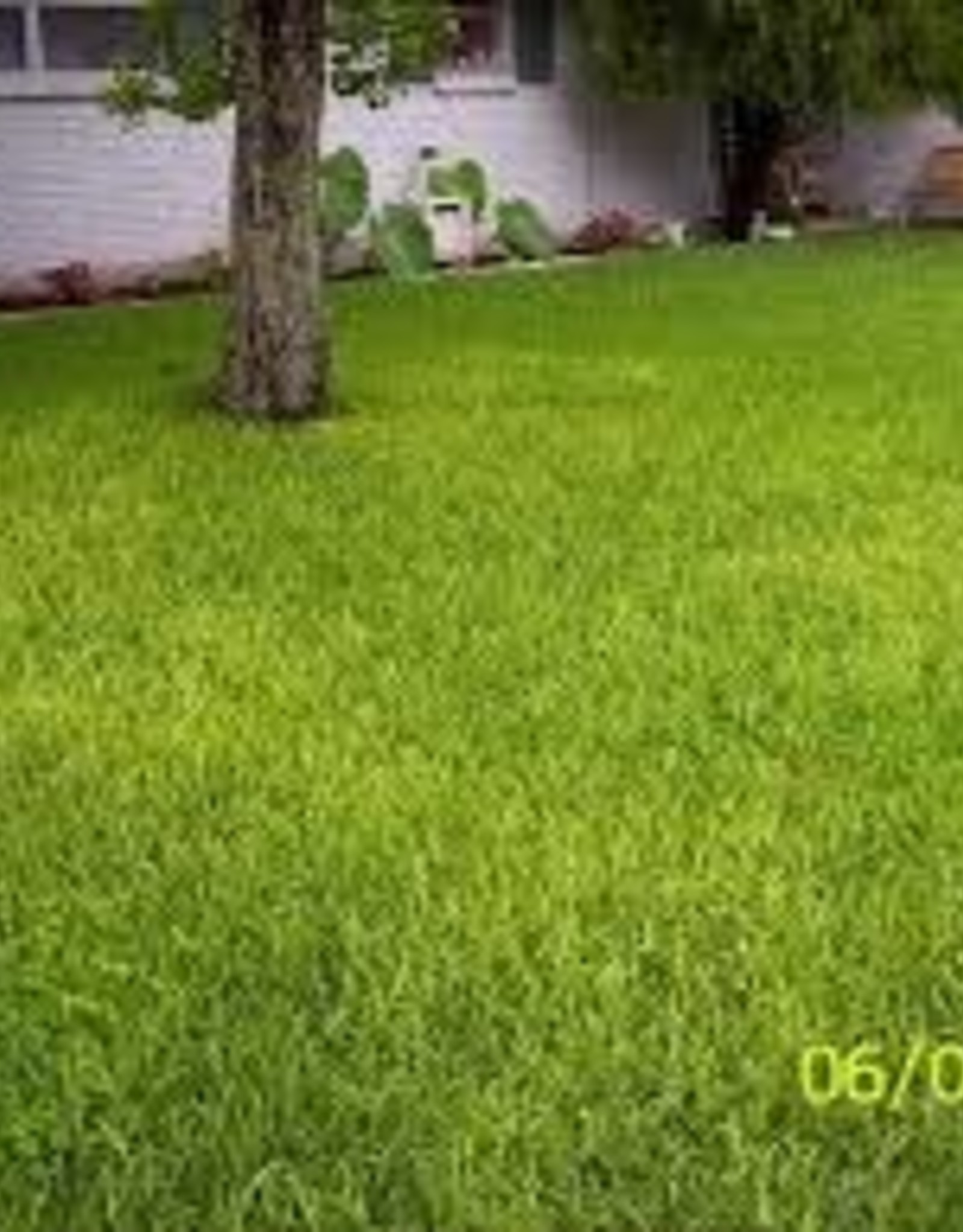 Problem Lawn Yellowing Grass Growers Outlet