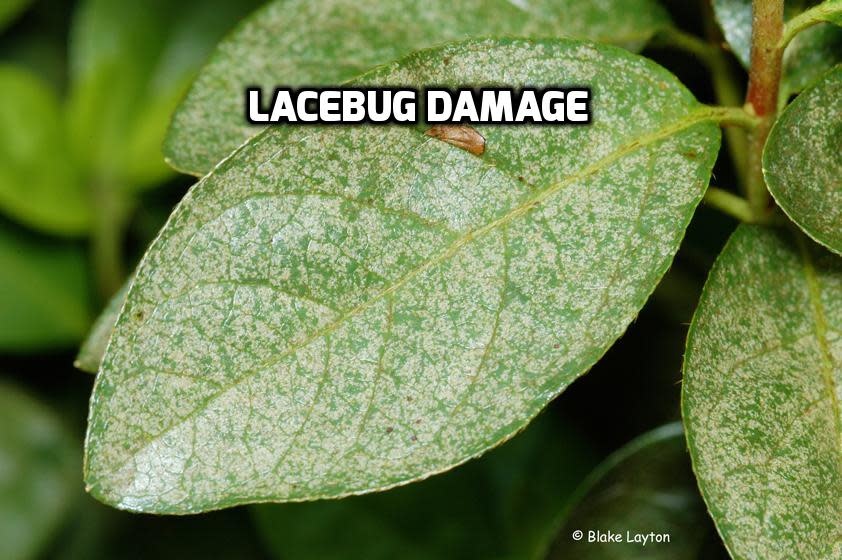 Problem, Leaf, "Bleaching Out" - Growers Outlet Willis Texas