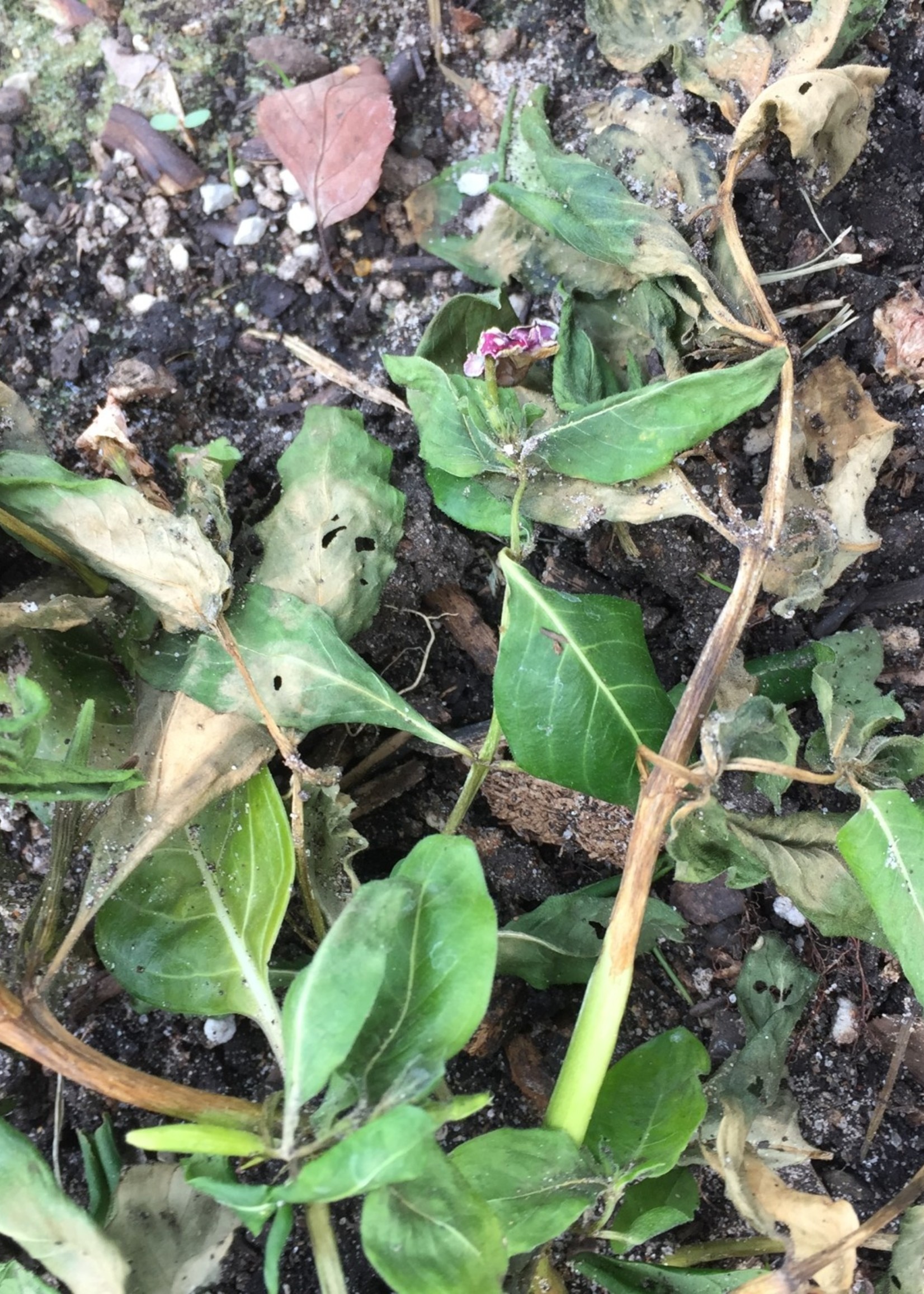 Aerial Phytophthora On Vinca