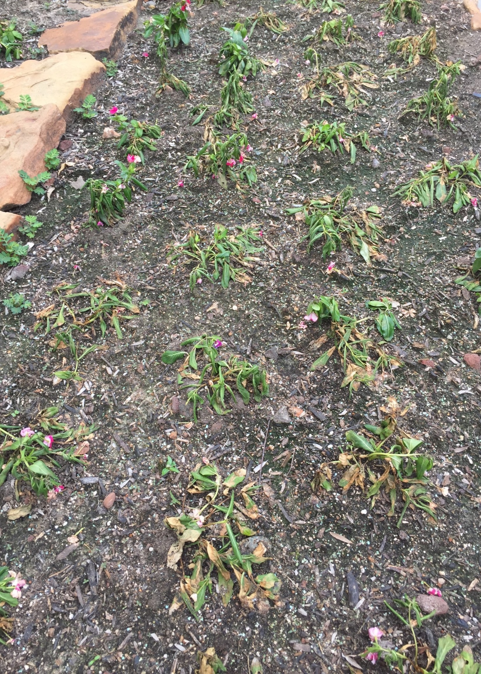 Aerial Phytophthora On Vinca
