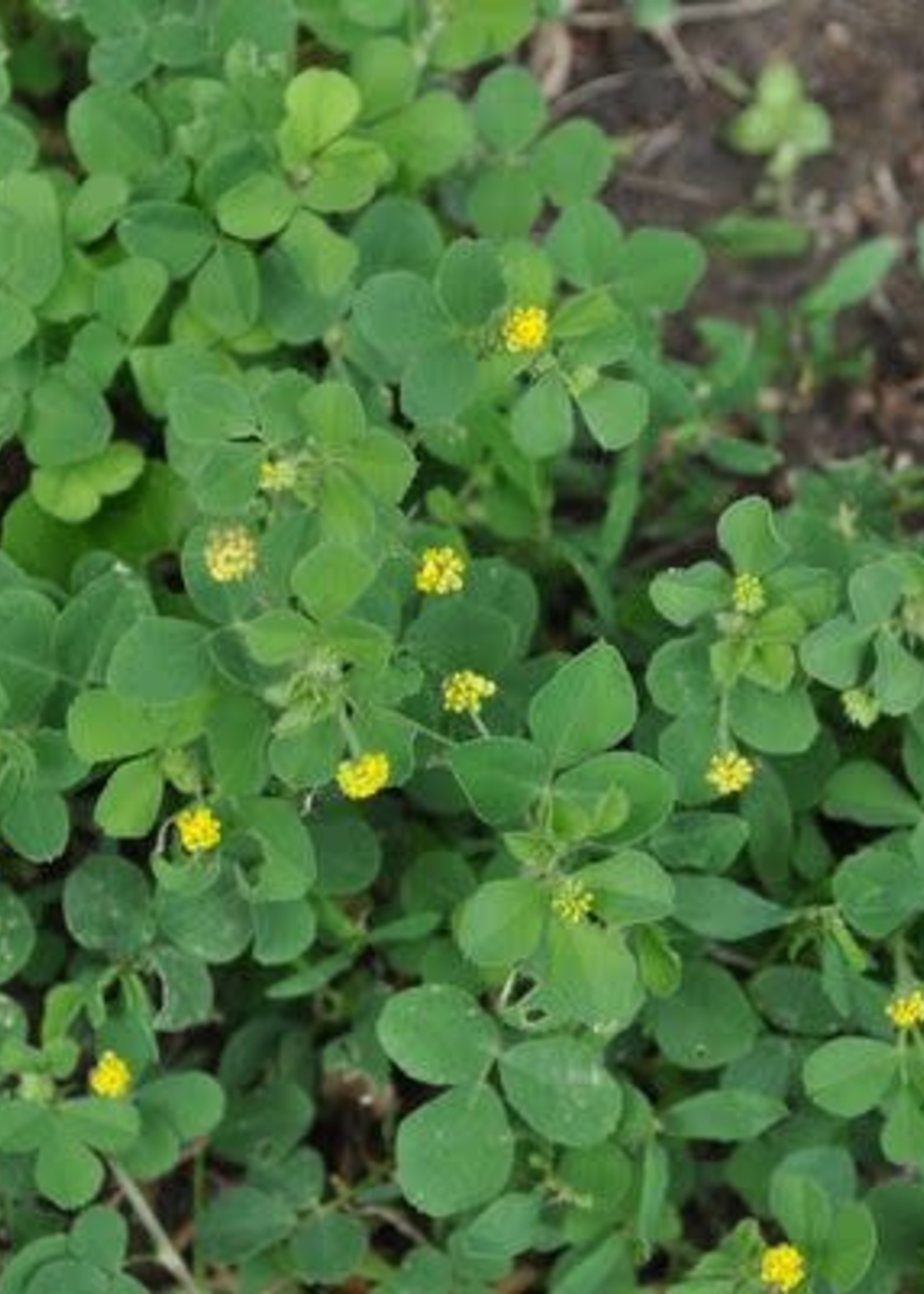 Problem, Weed, Black Medic, Broadleaf Weed - Growers Outlet Willis Texas