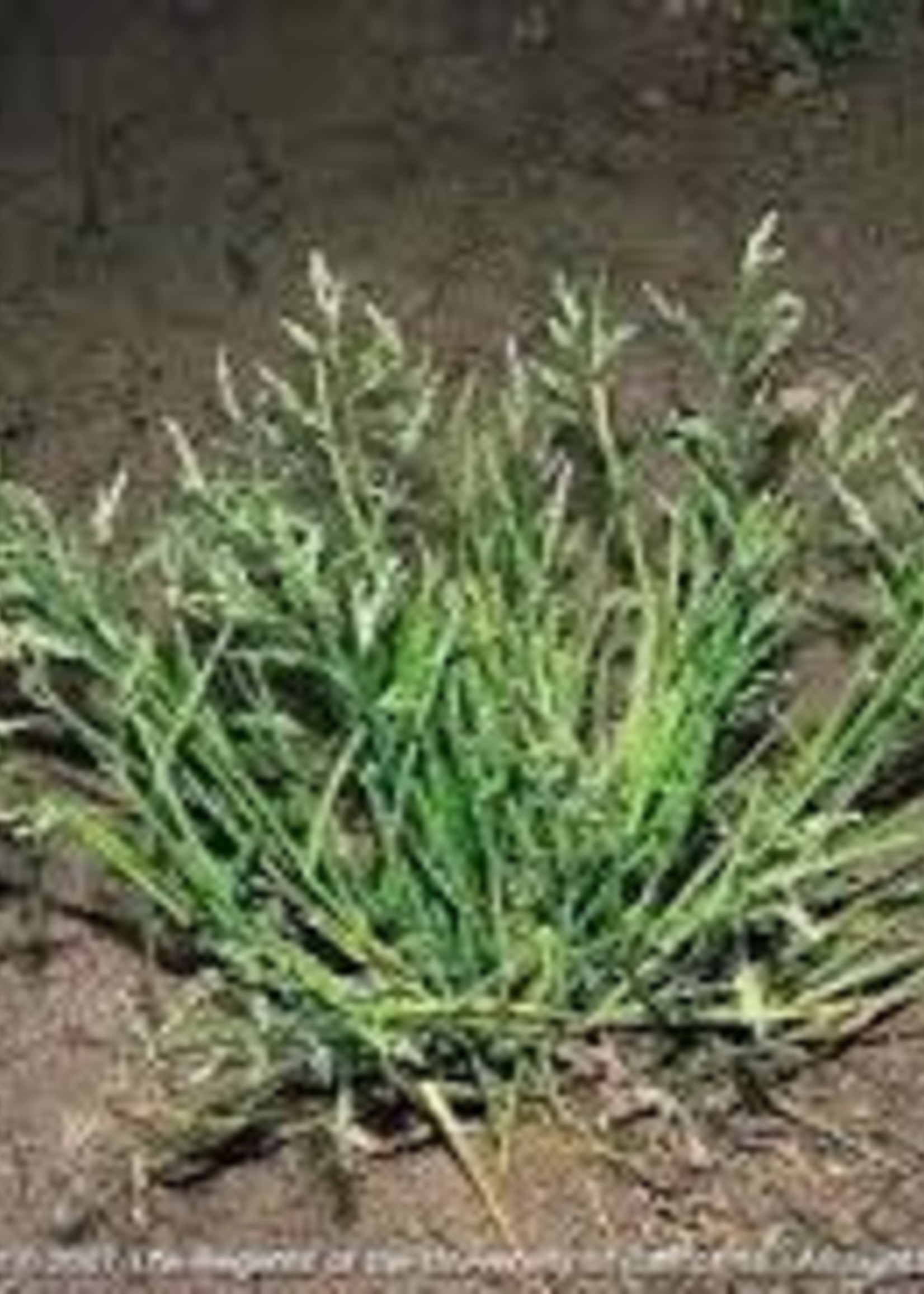 Problem, Weed, Poa annua, grassy weed - Growers Outlet Willis Texas