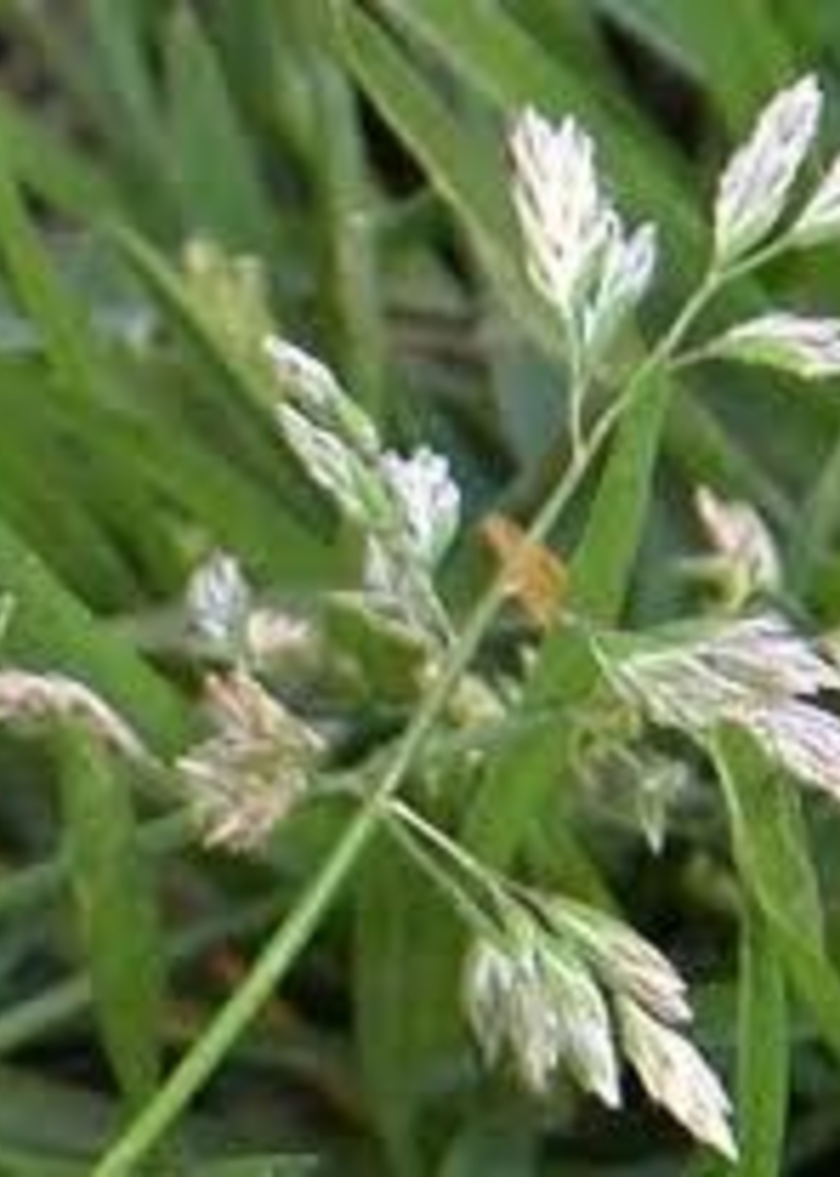 Problem, Weed, Poa annua, grassy weed - Growers Outlet Willis Texas