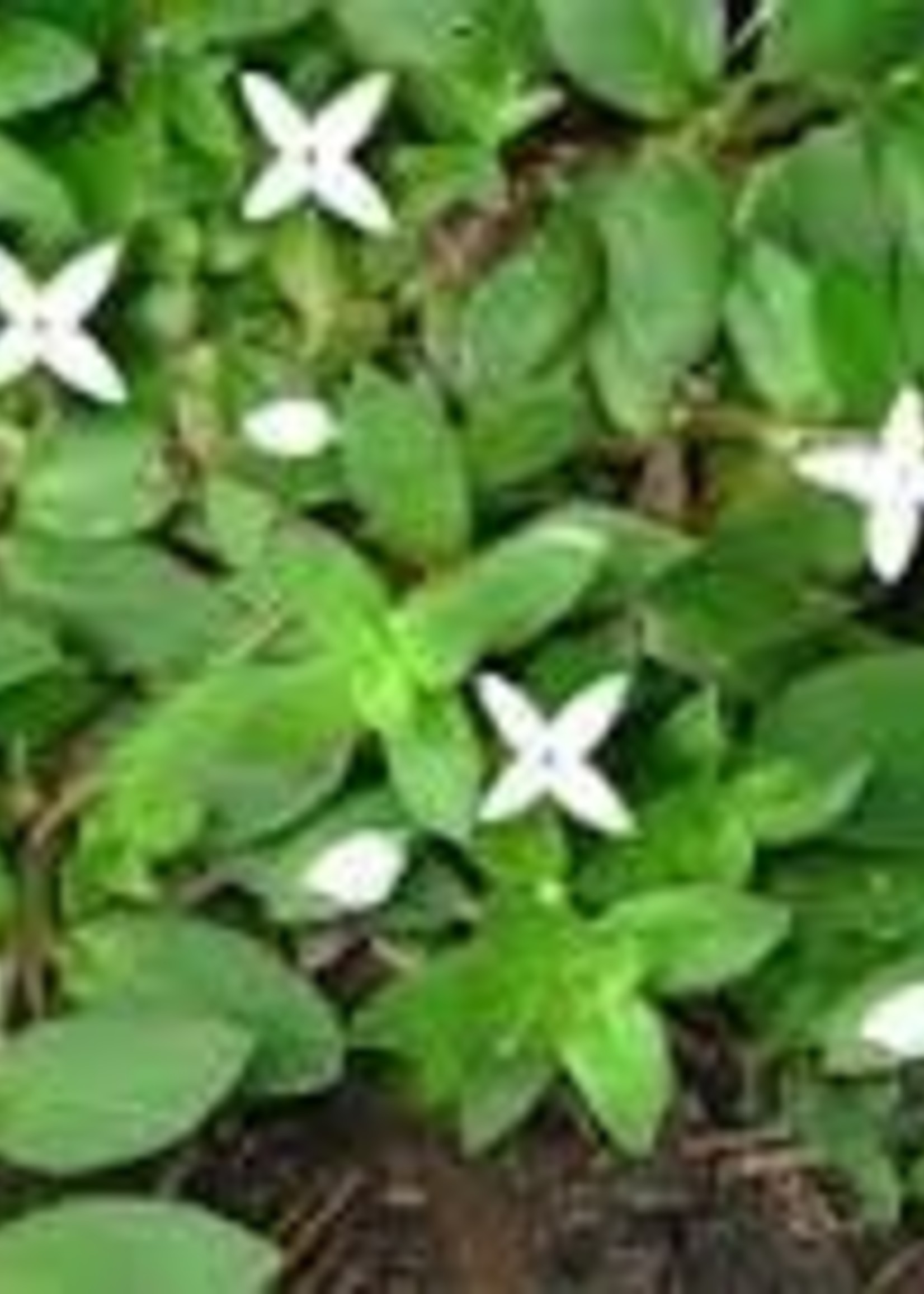 Problem, Weed, Virginia Buttonweed - Growers Outlet Willis Texas