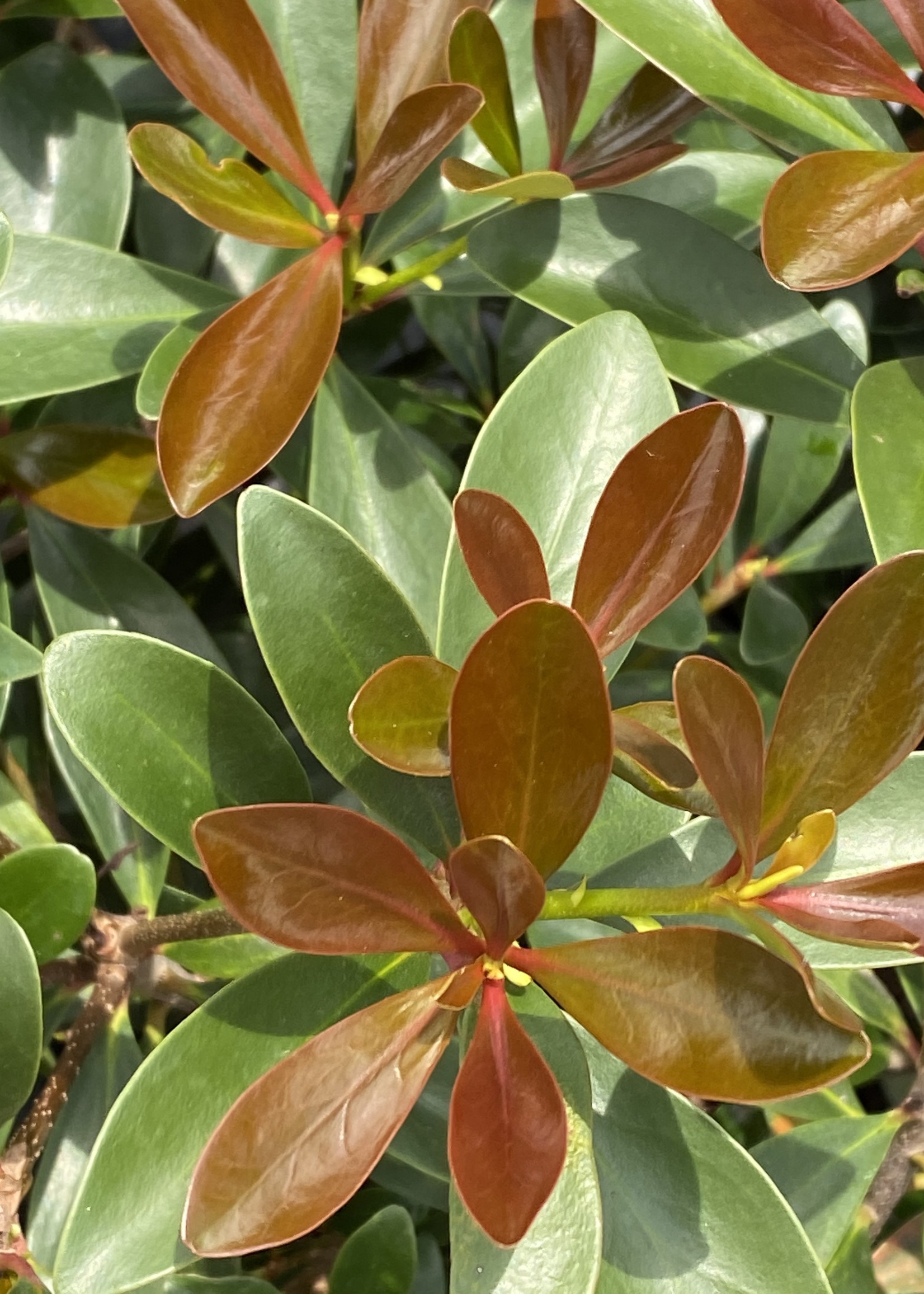 CLEYERA JAPONICA 3G-GROWERS OUTLET WILLIS, TEXAS - Growers Outlet ...