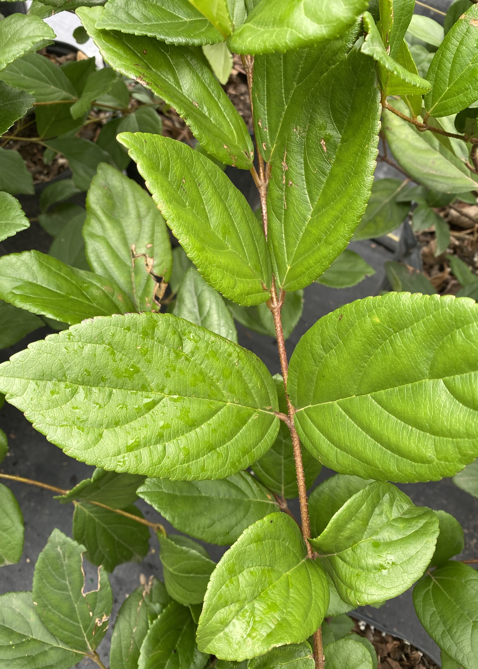 VIBURNUM SUSPENSUM AKA SANDANKWA 3G - Growers Outlet Willis Texas