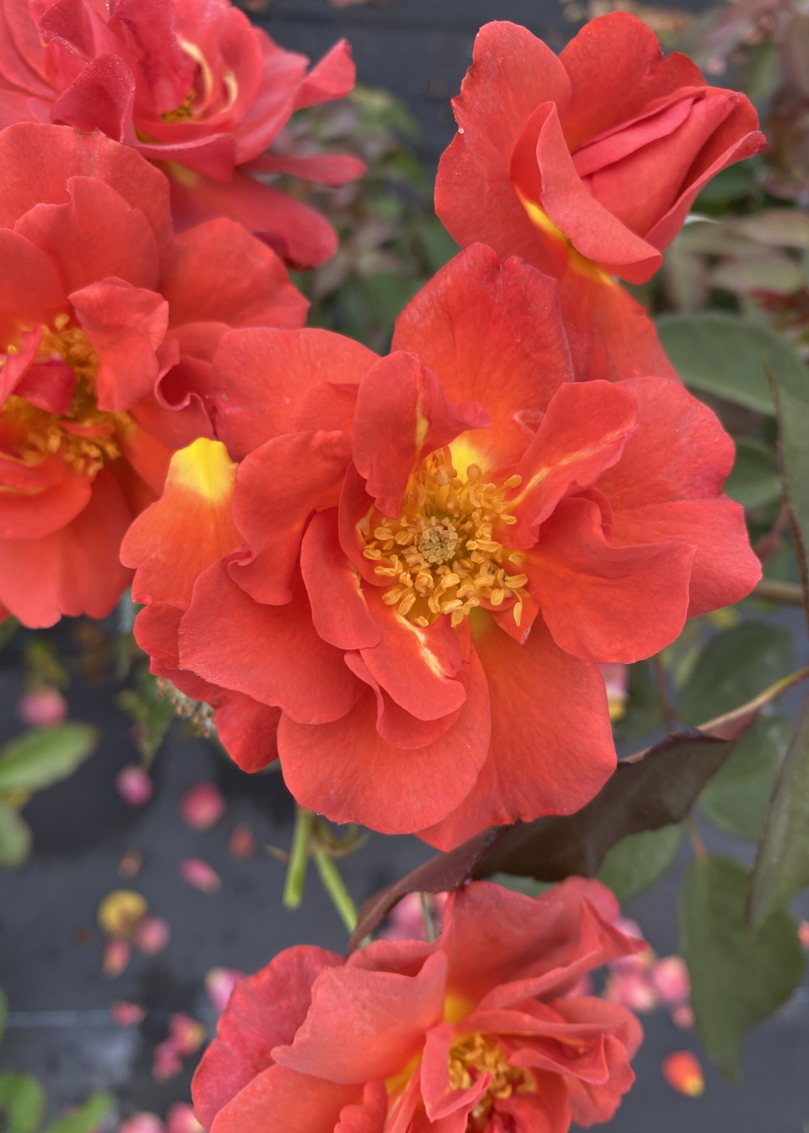 'CINCO DE MAYO' ROSE 3G-GROWERS OUTLET WILLIS, TEXAS - Growers Outlet ...