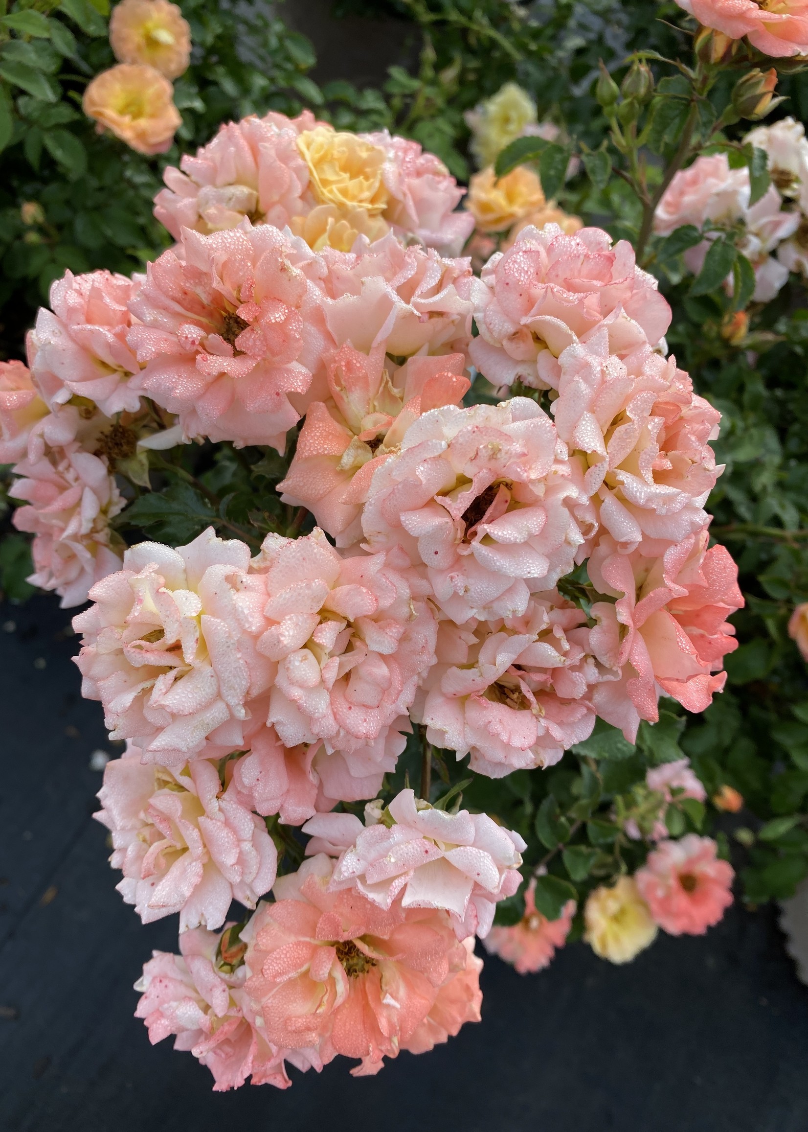 'PEACH DRIFT' ROSE 3G-GROWERS OUTLET WILLIS, TEXAS - Growers Outlet ...