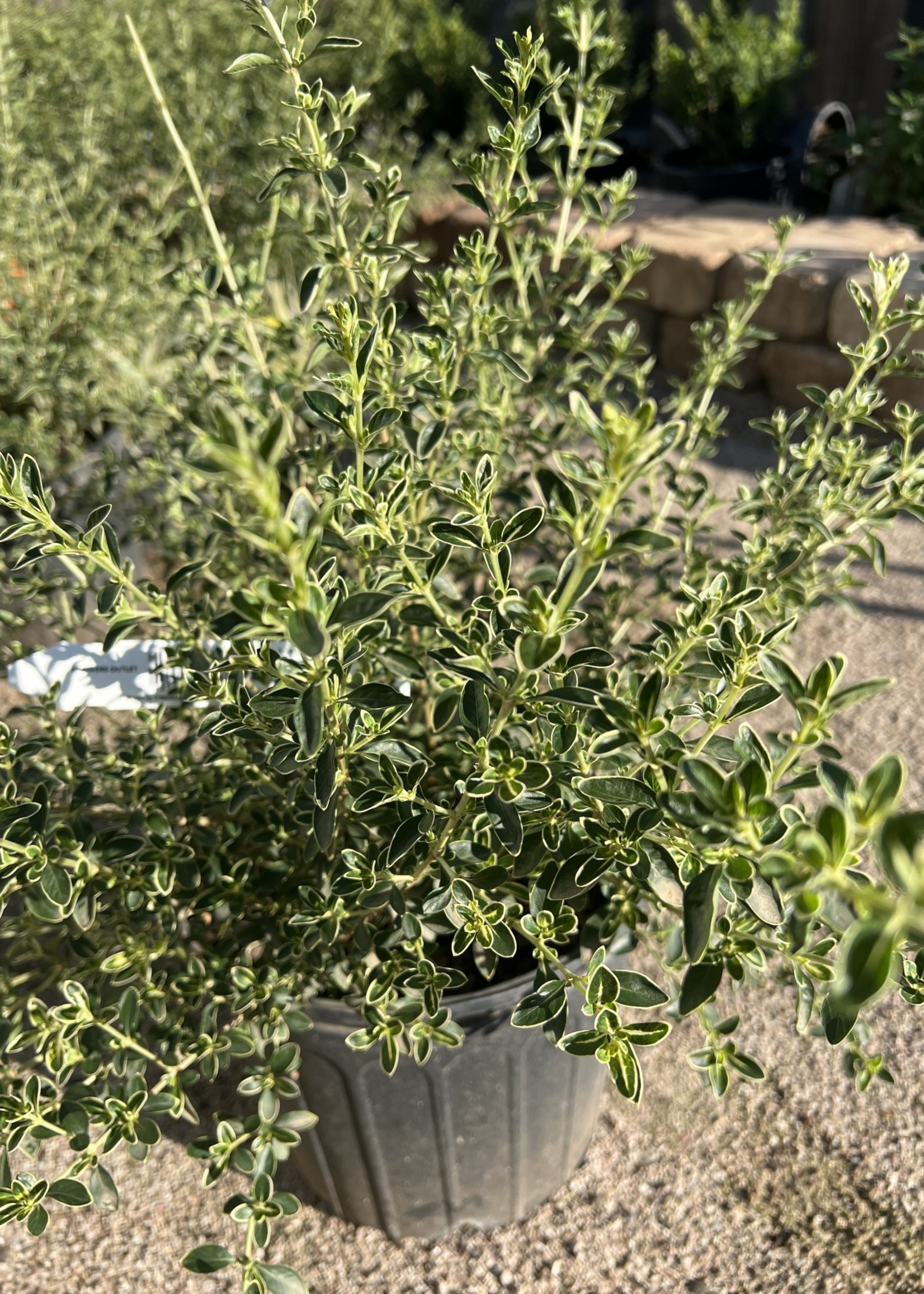 SERISSA, 'TOKYO' 3G- GROWERS OUTLET WILLIS, TEXAS - Growers Outlet ...