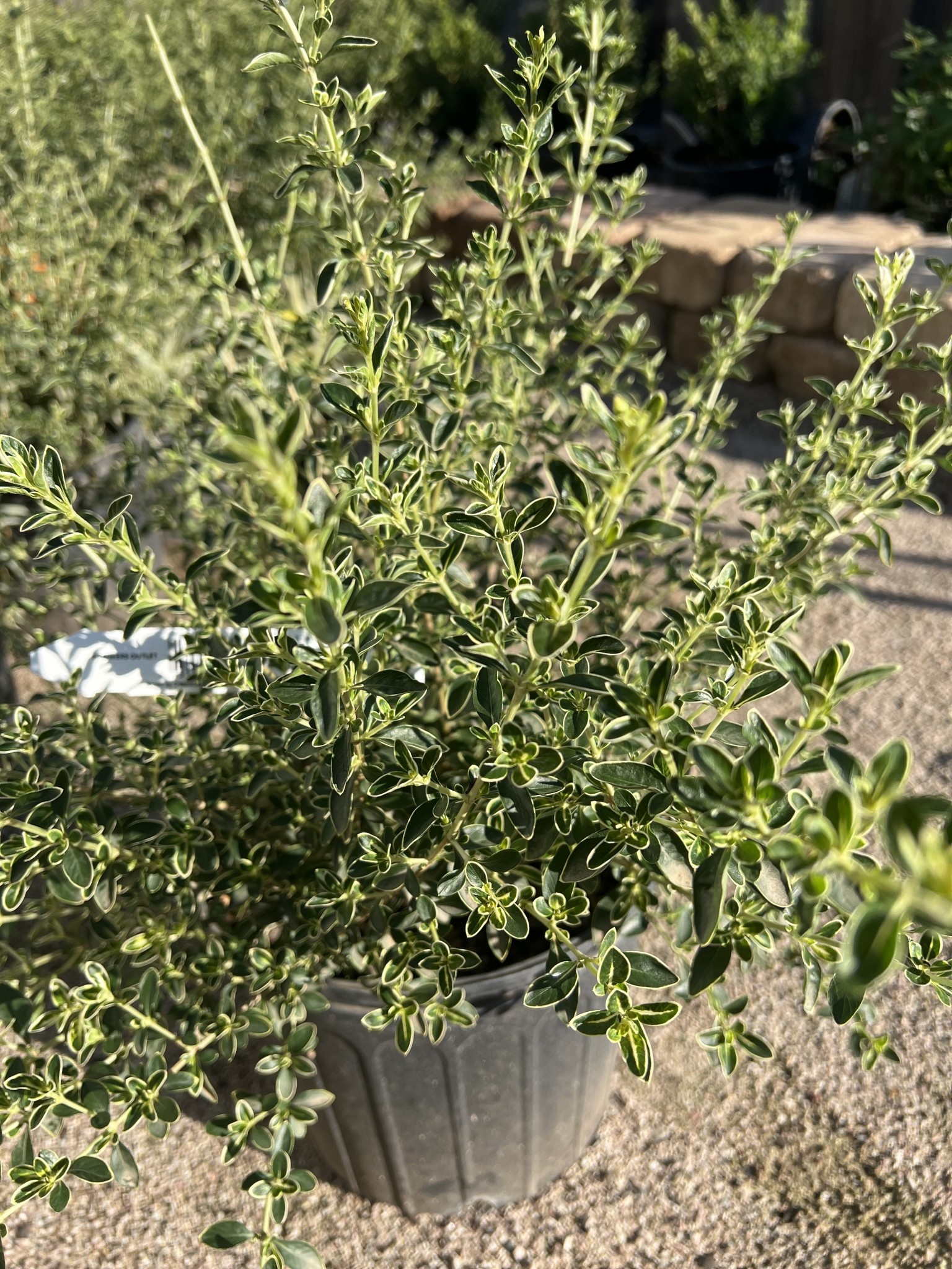 SERISSA, 'TOKYO' 3G- GROWERS OUTLET WILLIS, TEXAS - Growers Outlet ...