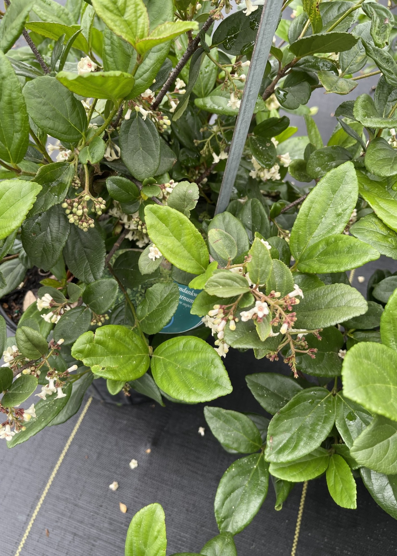 'SANDANKWA' VIBURNUM-GROWERS OUTLET WILLIS, TEXAS - Growers Outlet ...