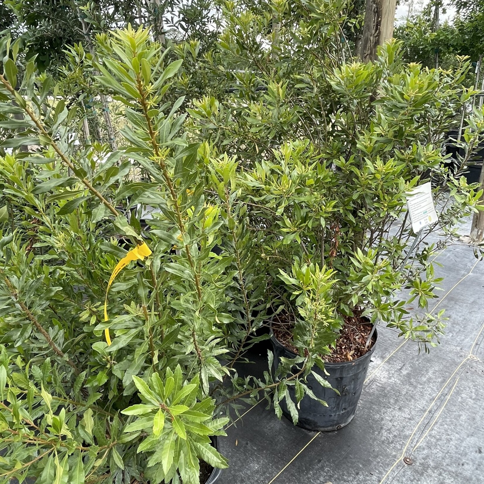 Wax Myrtle Lifespan Wax Myrtle Plants (40 Pack) - Fast-Growing ...