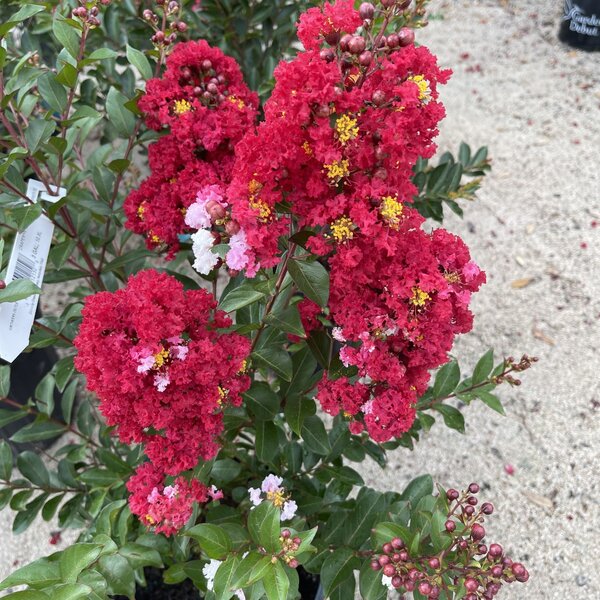 CRAPE MYRTLES- GROWERS OUTLET WILLIS, TEXAS - Growers Outlet Willis Texas CRAPE MYRTLES- GROWERS OUTLET WILLIS, TEXAS - Growers Outlet Willis Texas