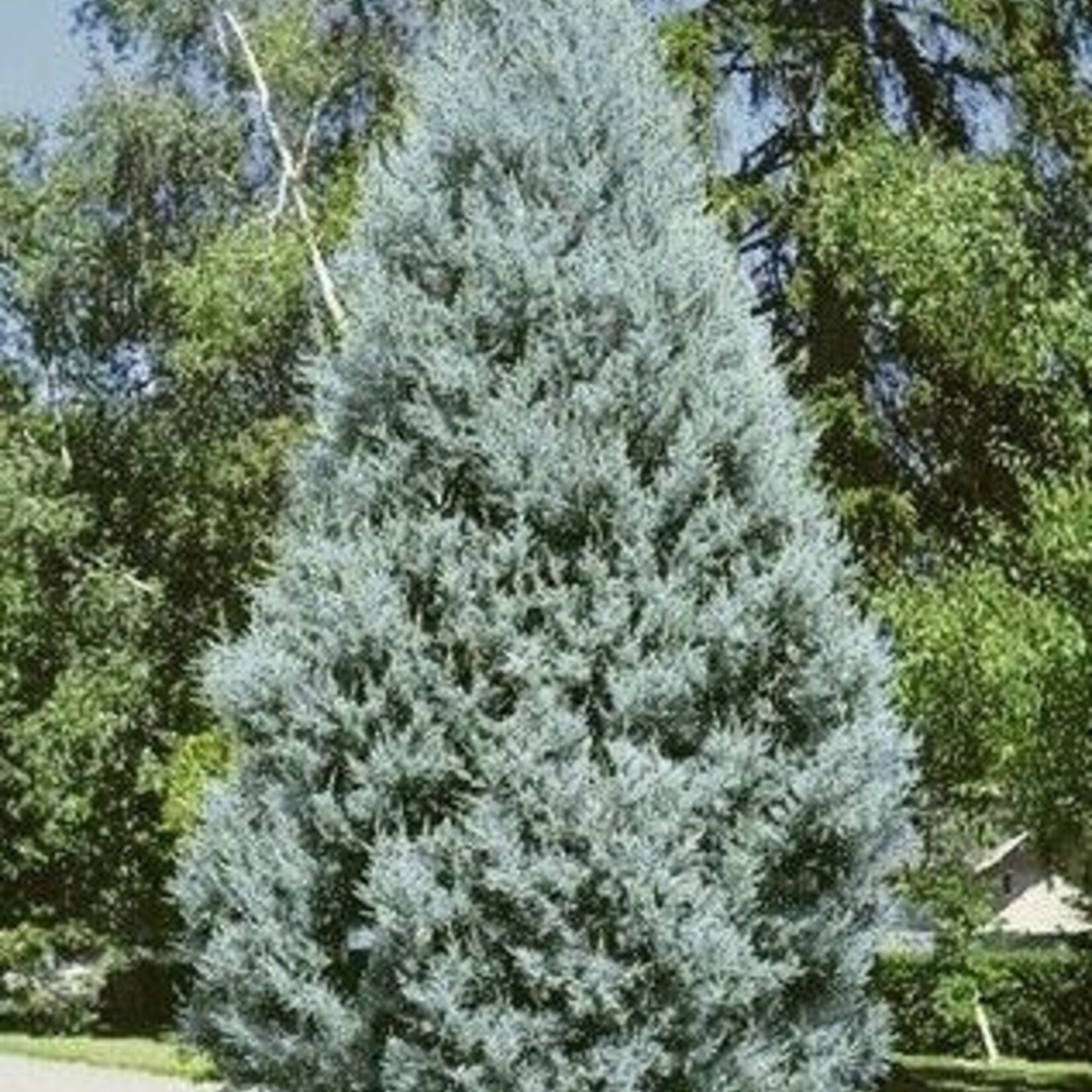 CYPRESS 'BLUE ICE' 30G - Growers Outlet Willis Texas