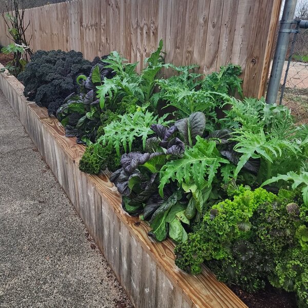 Growers Outlet Nursery & Garden Center - Growers Outlet Willis Texas