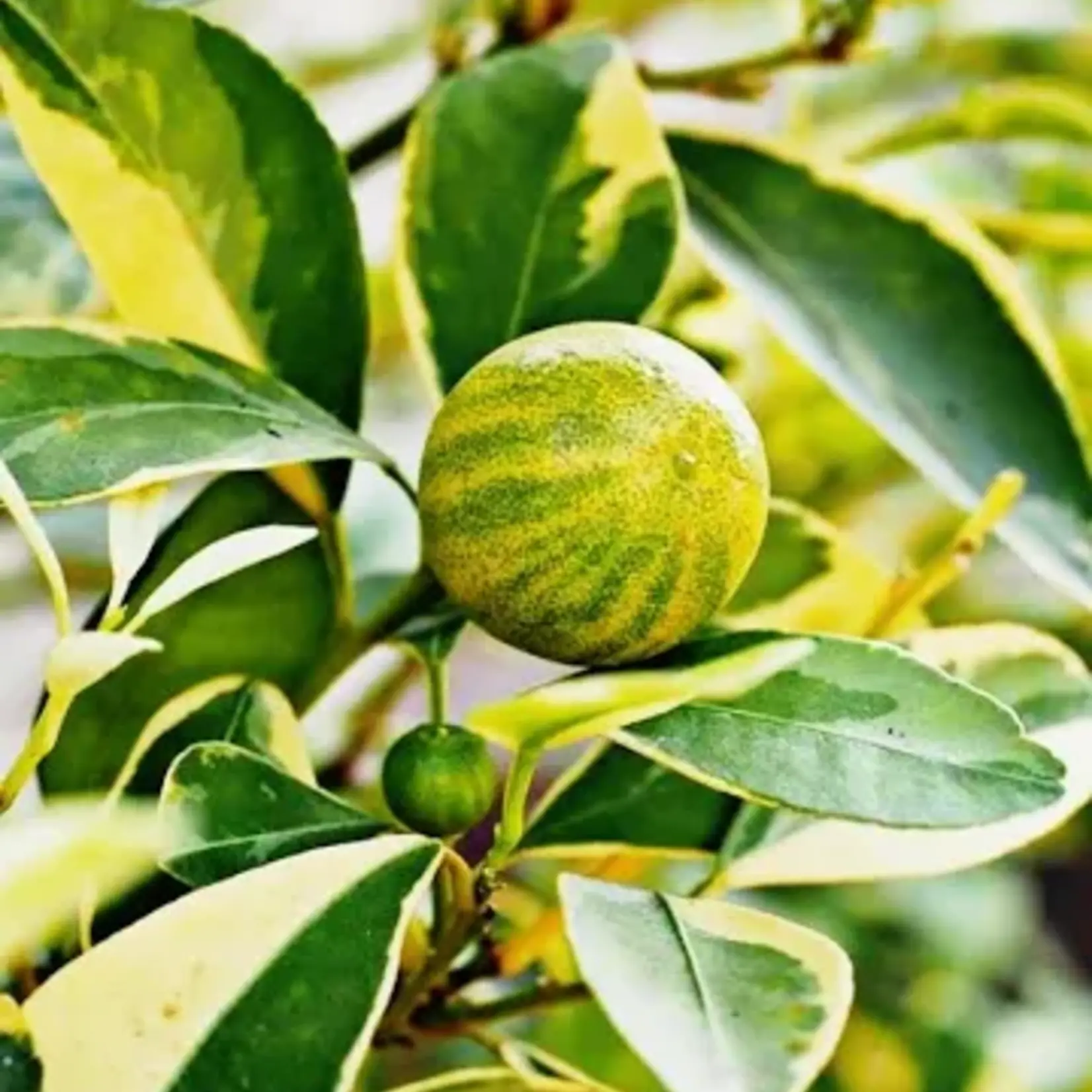 CITRUS, 'VARIEGATED PINK LEMON' 3G - Growers Outlet Willis Texas