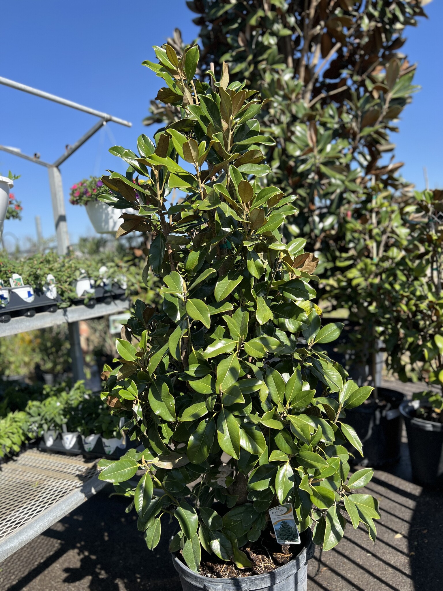 MAGNOLIA, 'CLAUDIA WANNAMAKER' 15G - Growers Outlet Willis Texas