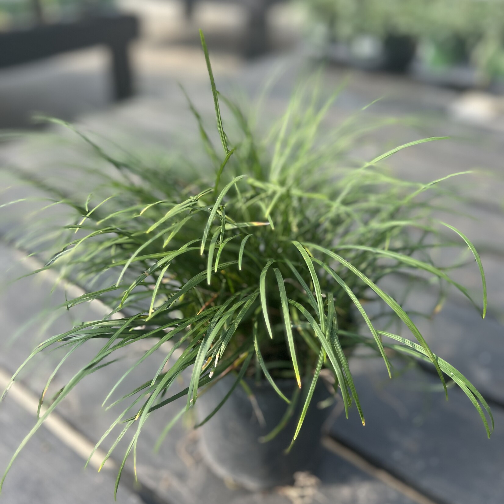 Dwarf Mondo Grass 1 Gallon | Growers Outlet Willis TX - Growers Outlet ...