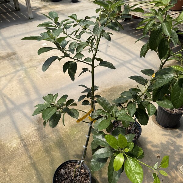 FRUIT TREES & BERRIES - Growers Outlet Willis Texas