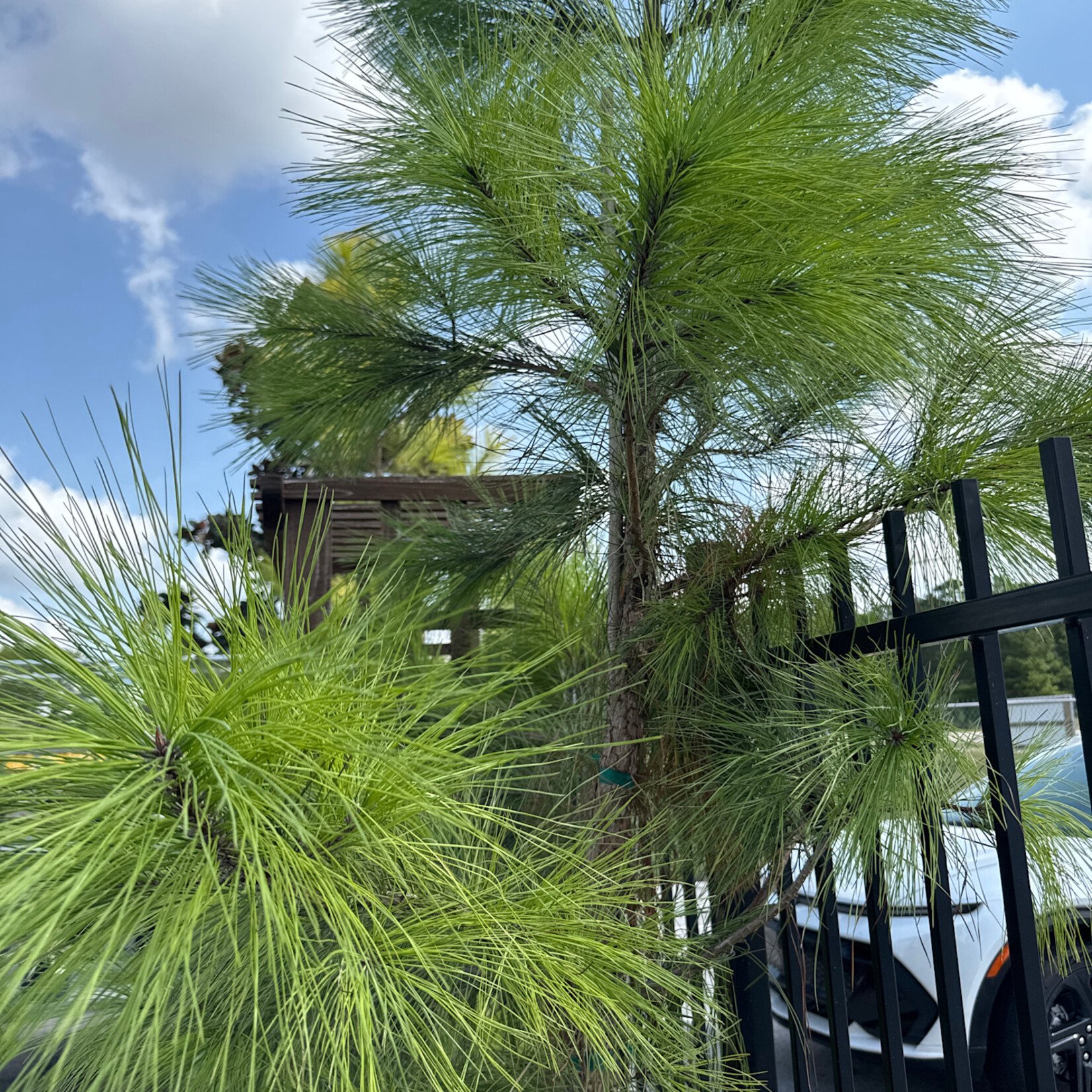 Pine 'Loblolly' 15G | Growers Outlet Willis, TX - Growers Outlet Willis ...