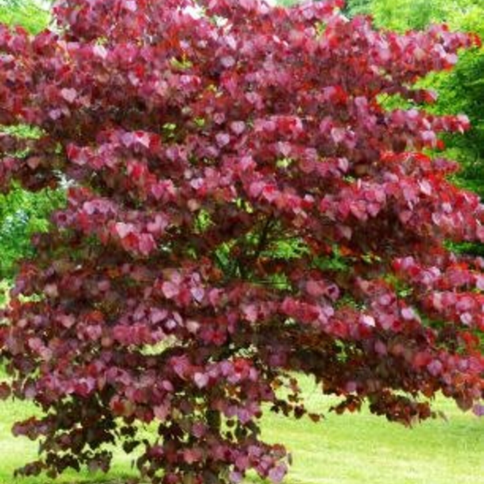 Red Bud 'Merlot' 15G | Growers Outlet Willis, TX - Growers Outlet ...