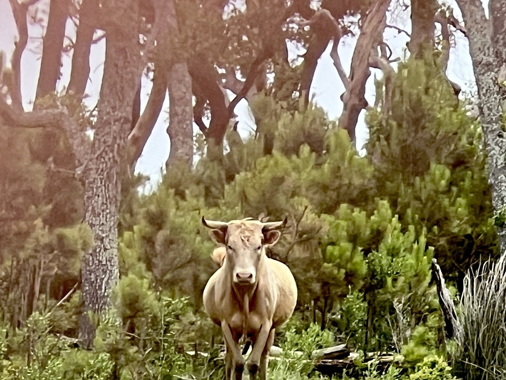 Brown Cow by Cindi Muse Gallery - My Muses Card Shop
