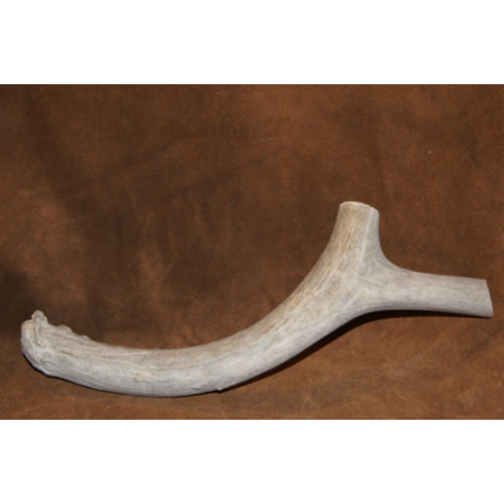 Can Deer Antlers Give Dogs Diarrhea