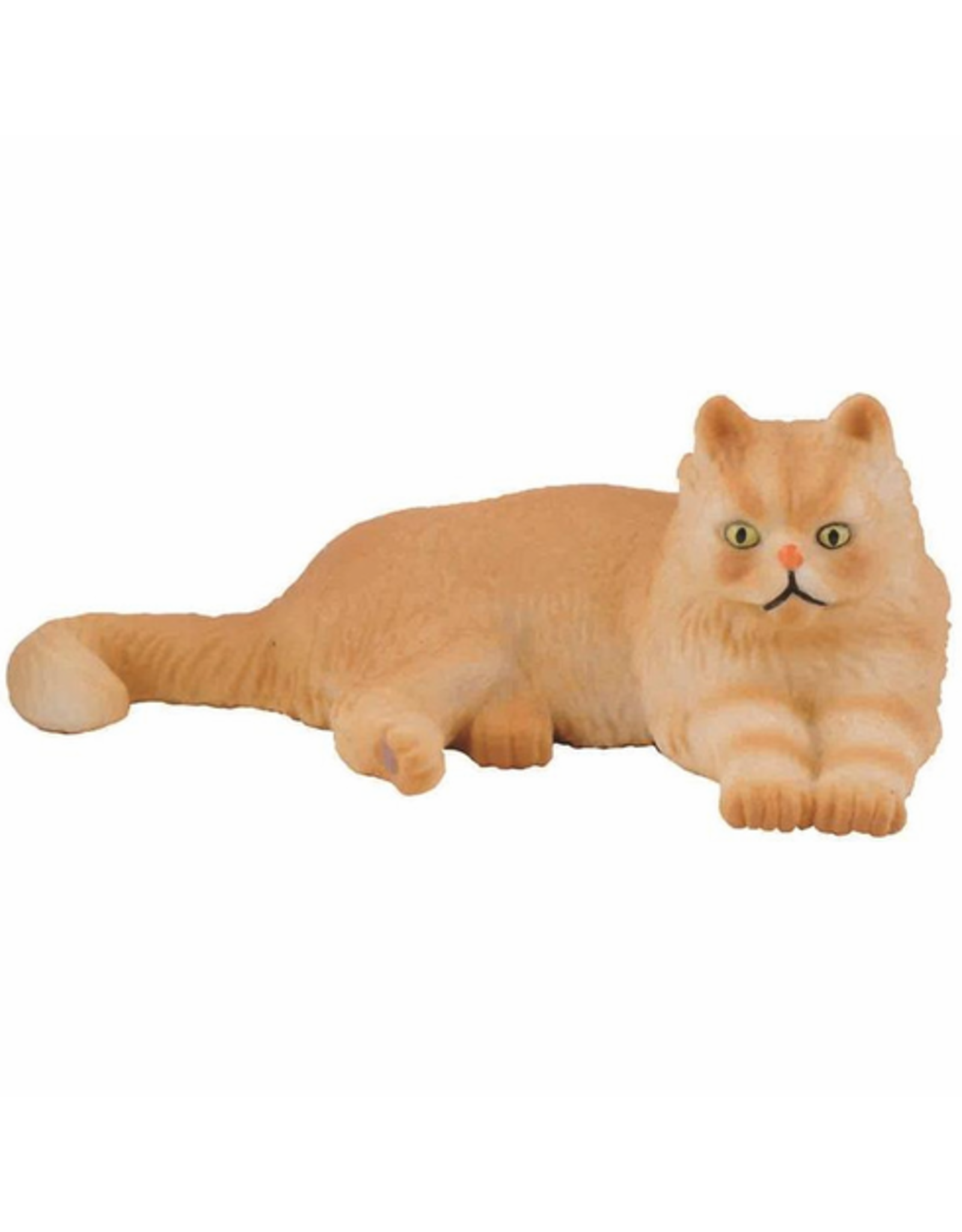 Persian Cat PLAYNOW persian-cat-playnow