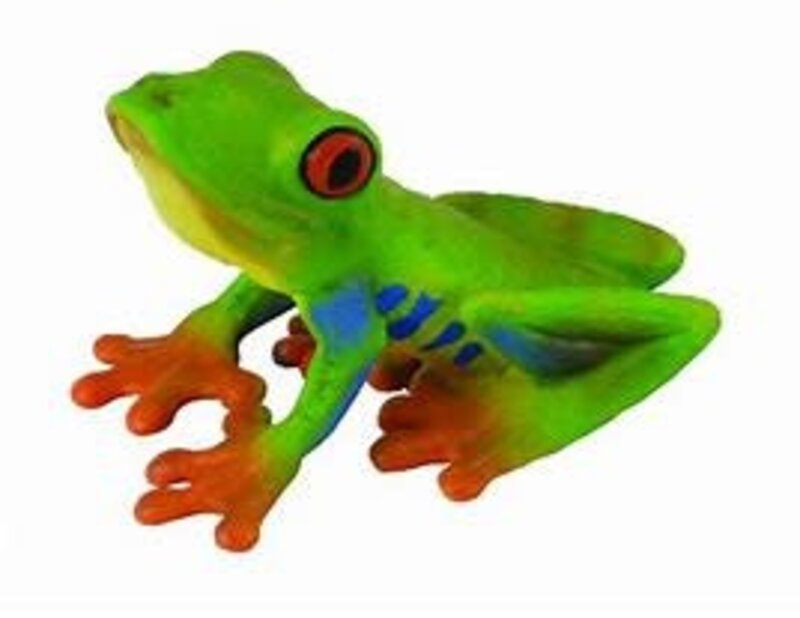 RedEyed Tree Frog | PLAYNOW! - PLAYNOW! Toys and Games
