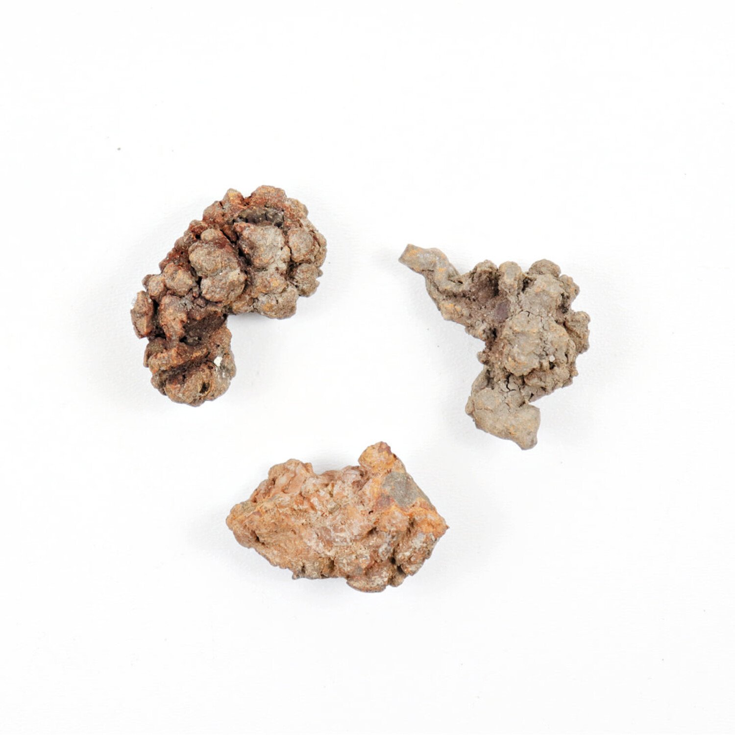 Coprolite - Mama's Minerals